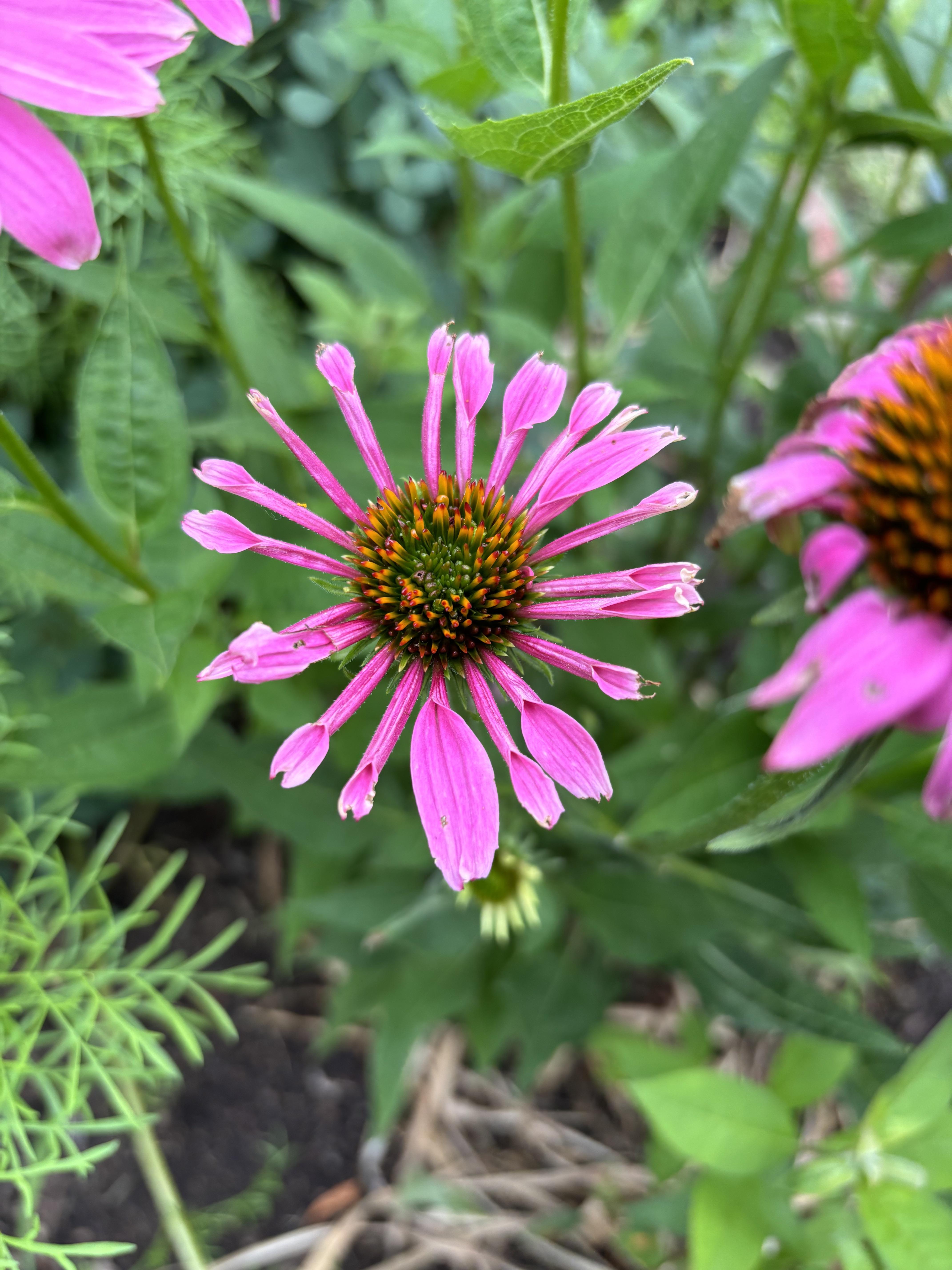 Echinacea Mutant | Scrolller
