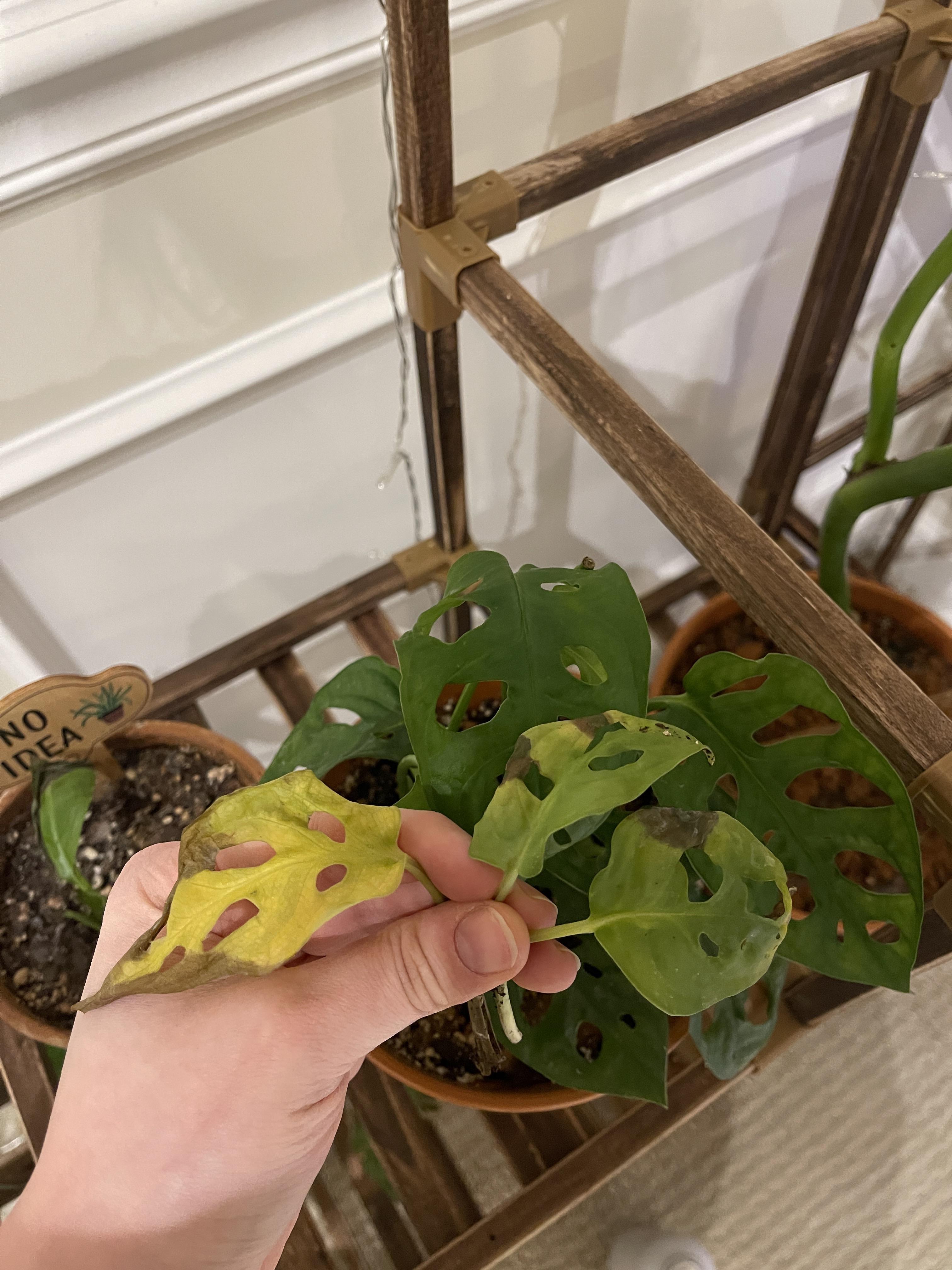 Monstera adansonii | Scrolller