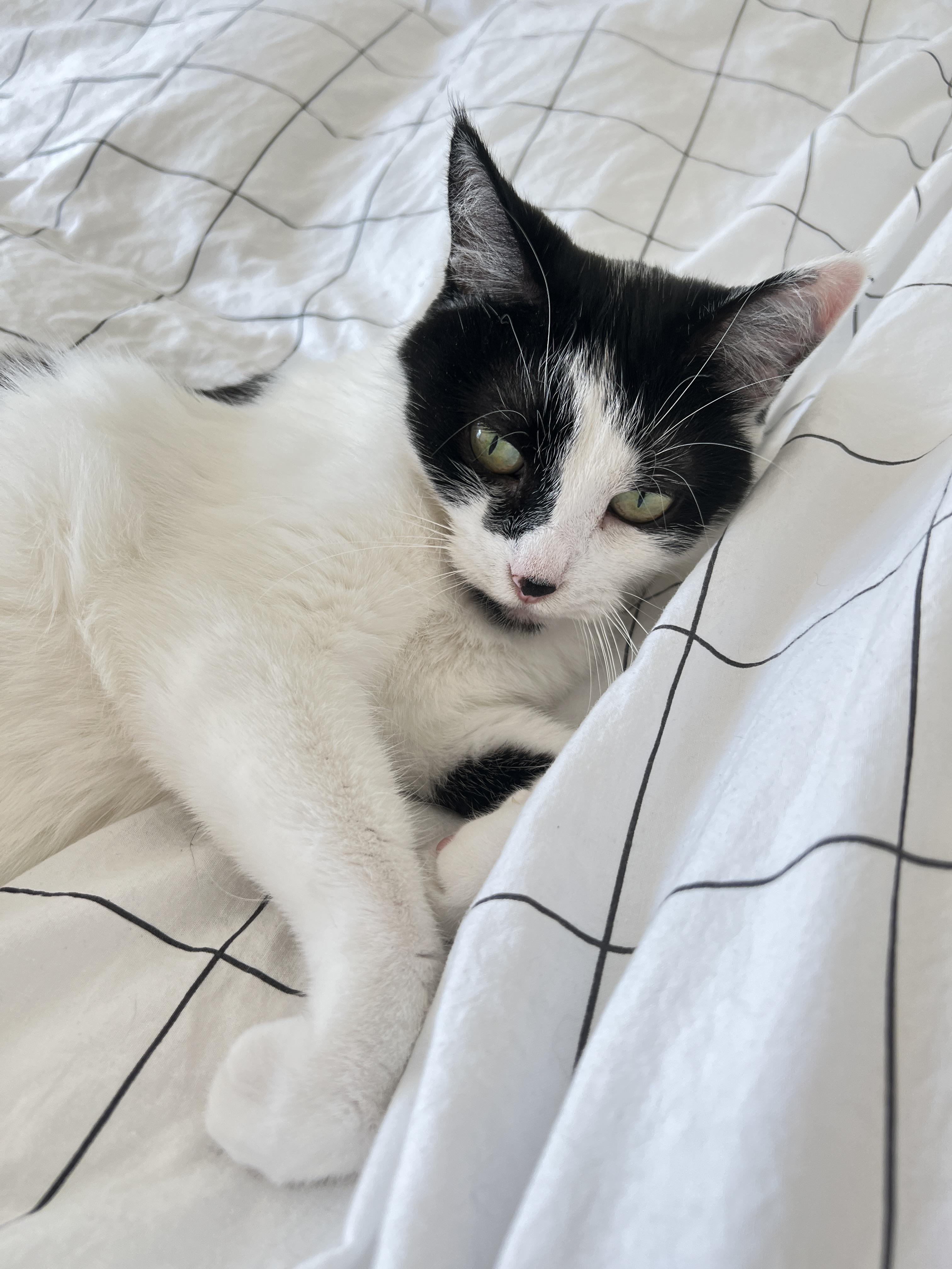 She was rolling around in bed enjoying the belly rubs | Scrolller