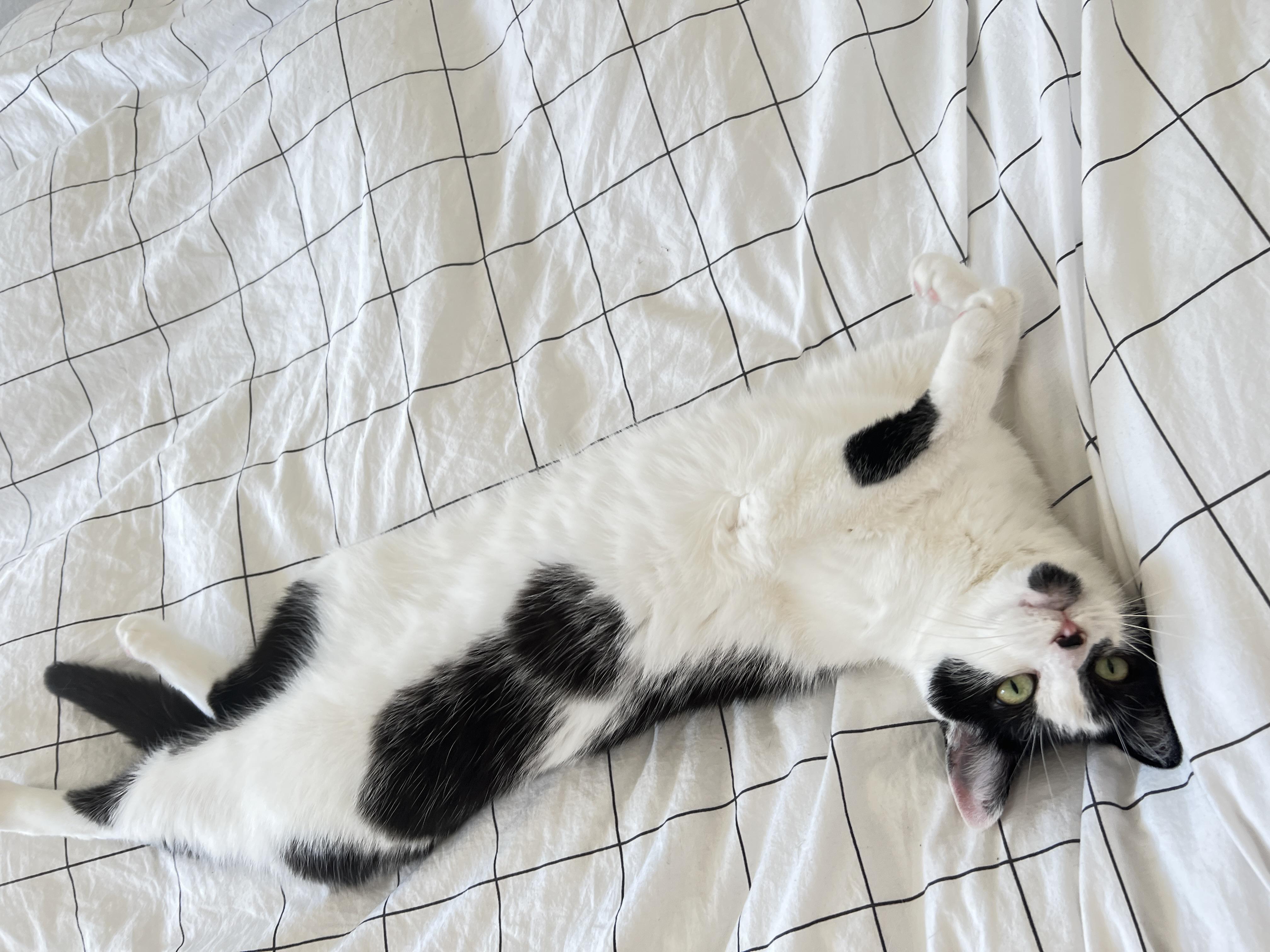 She was rolling around in bed enjoying the belly rubs | Scrolller