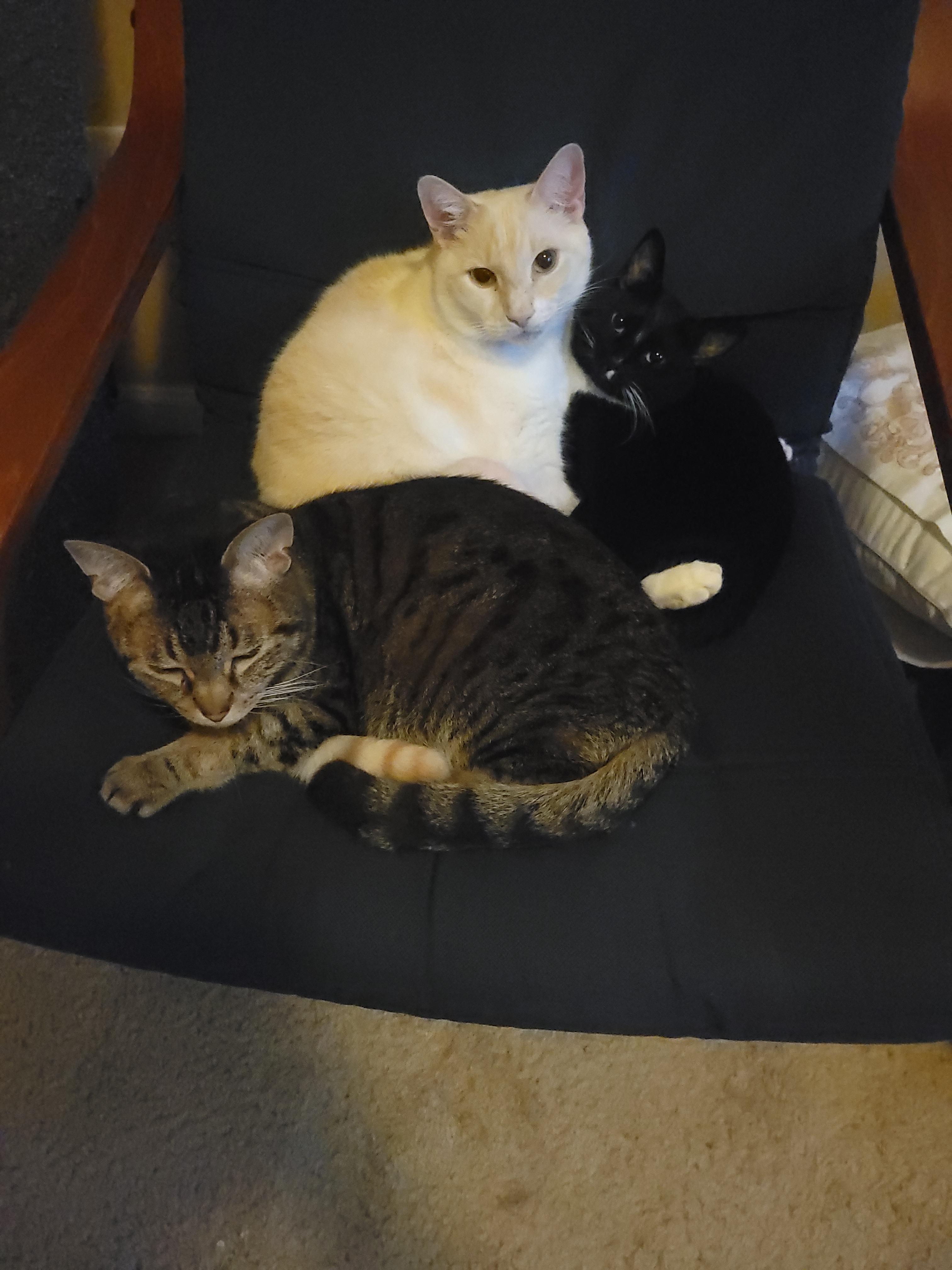 Cuddle puddle | Scrolller