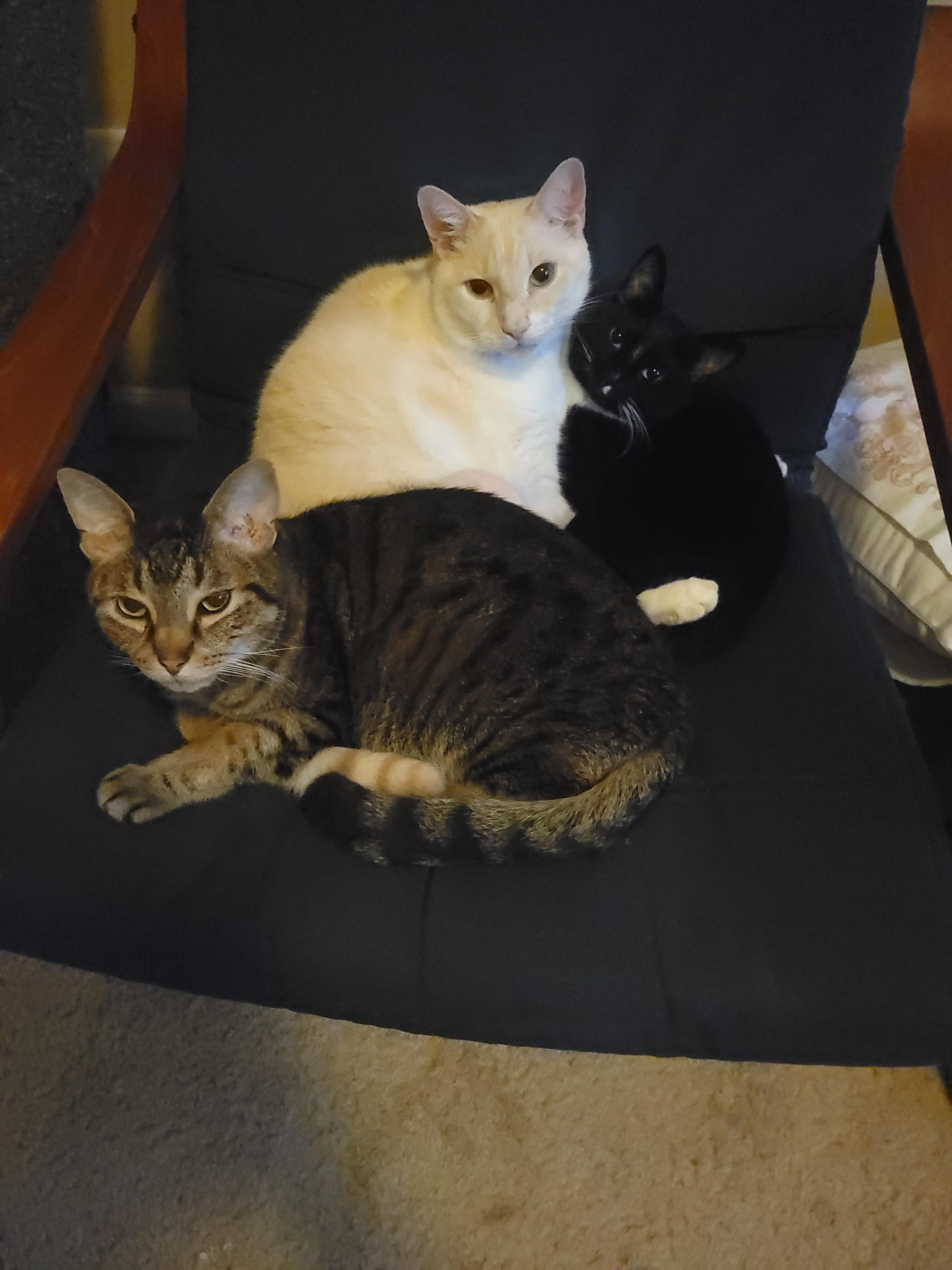 Cuddle puddle | Scrolller