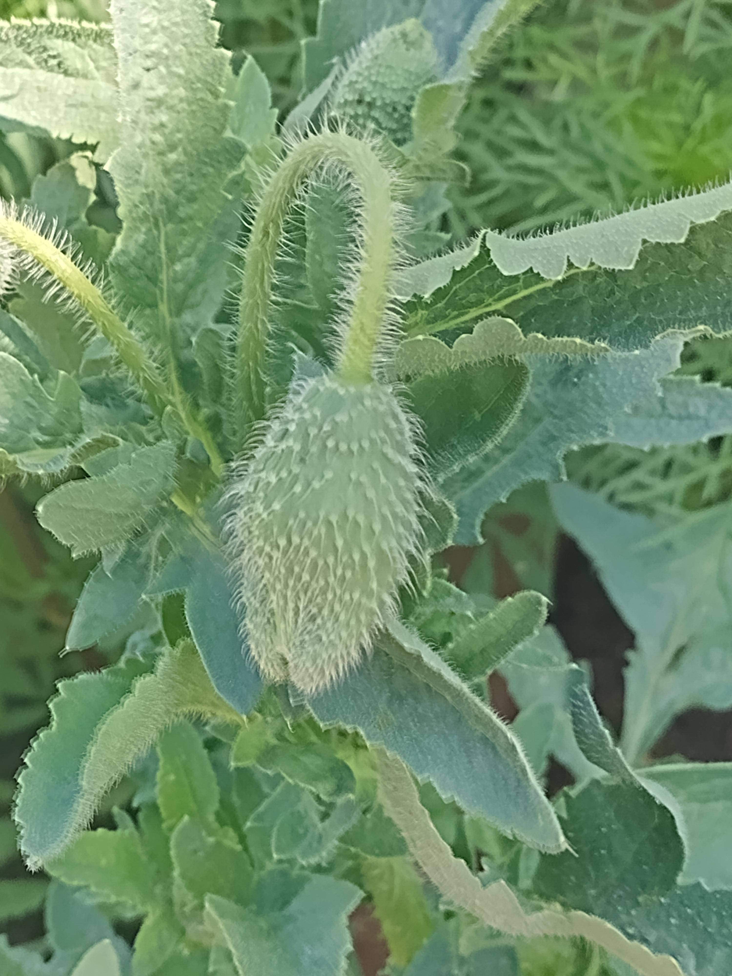 Mystery plant | Scrolller