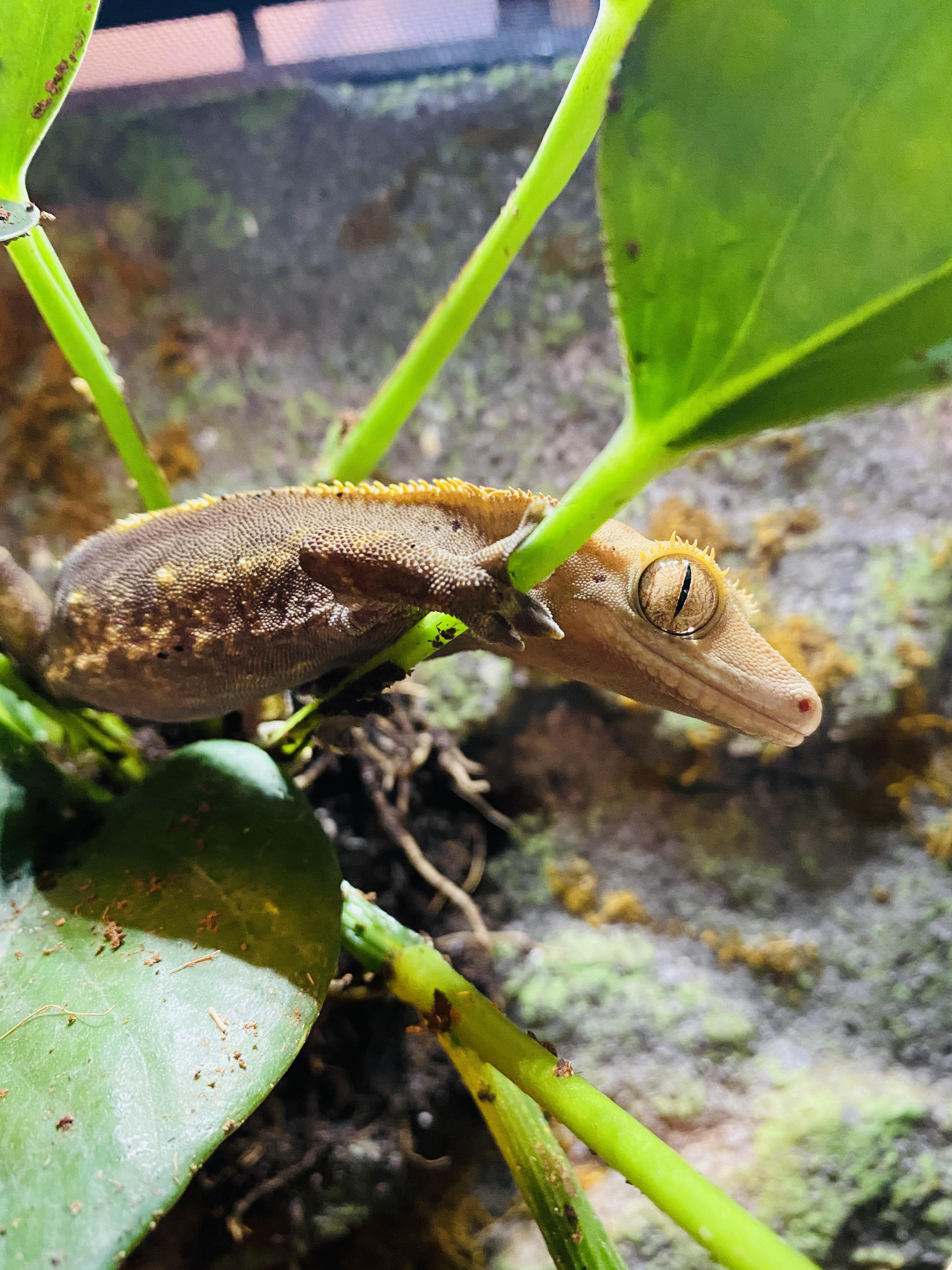 Some photos of my geckos :) | Scrolller