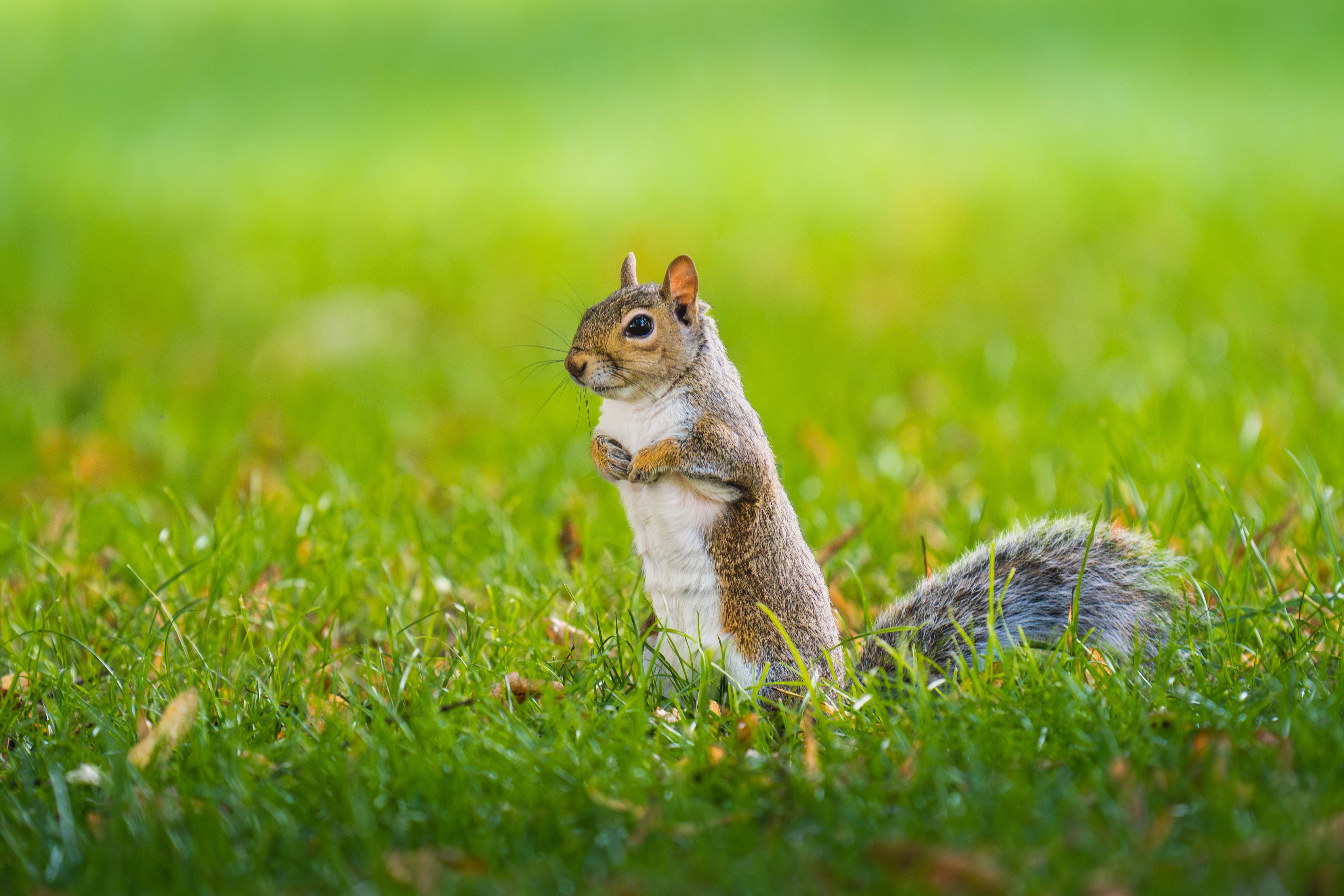 Discover more like Squirrels: Some squirrels at my local park this morning and Related Content ...