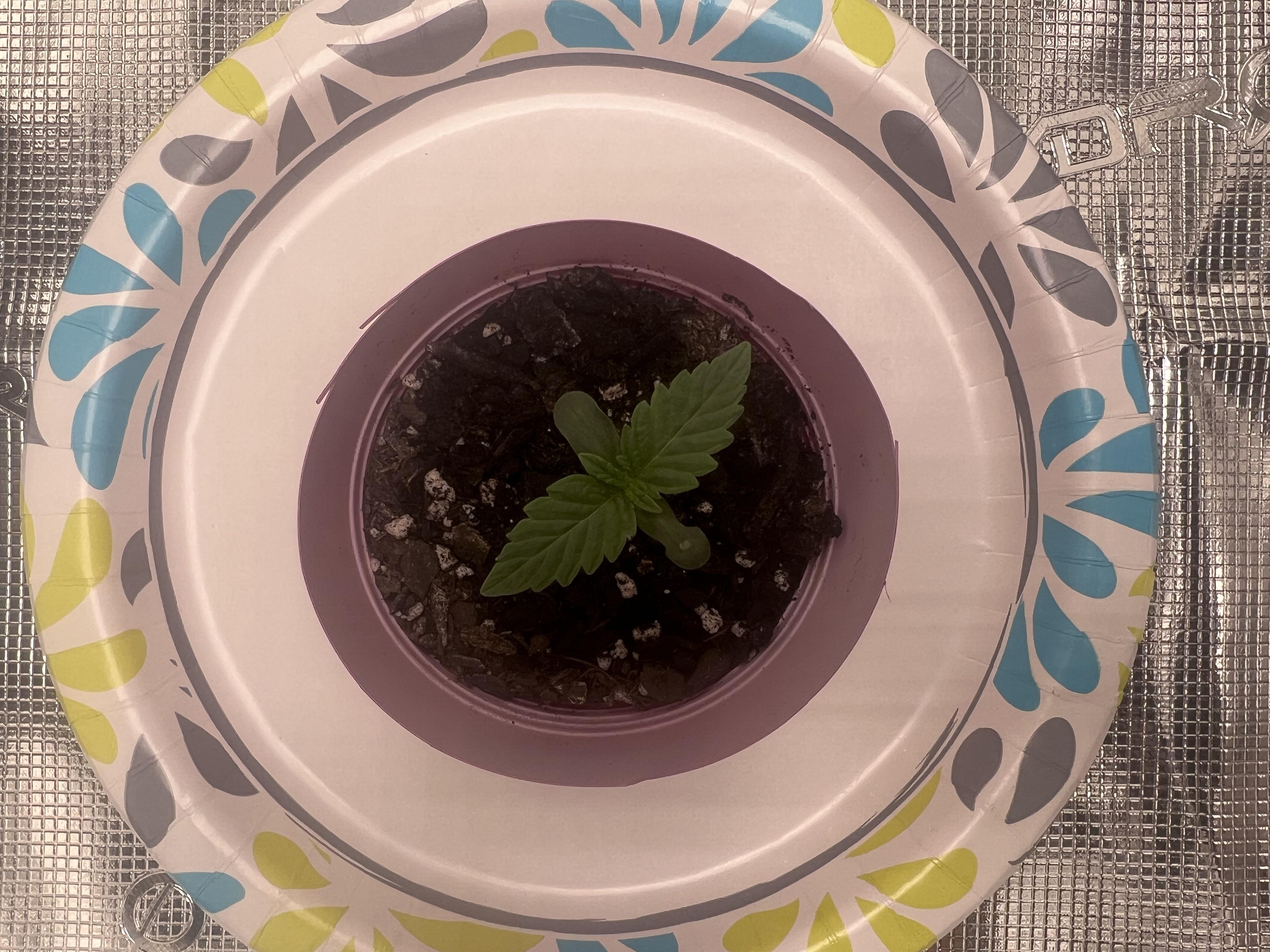 Day 6 seedlings. | Scrolller