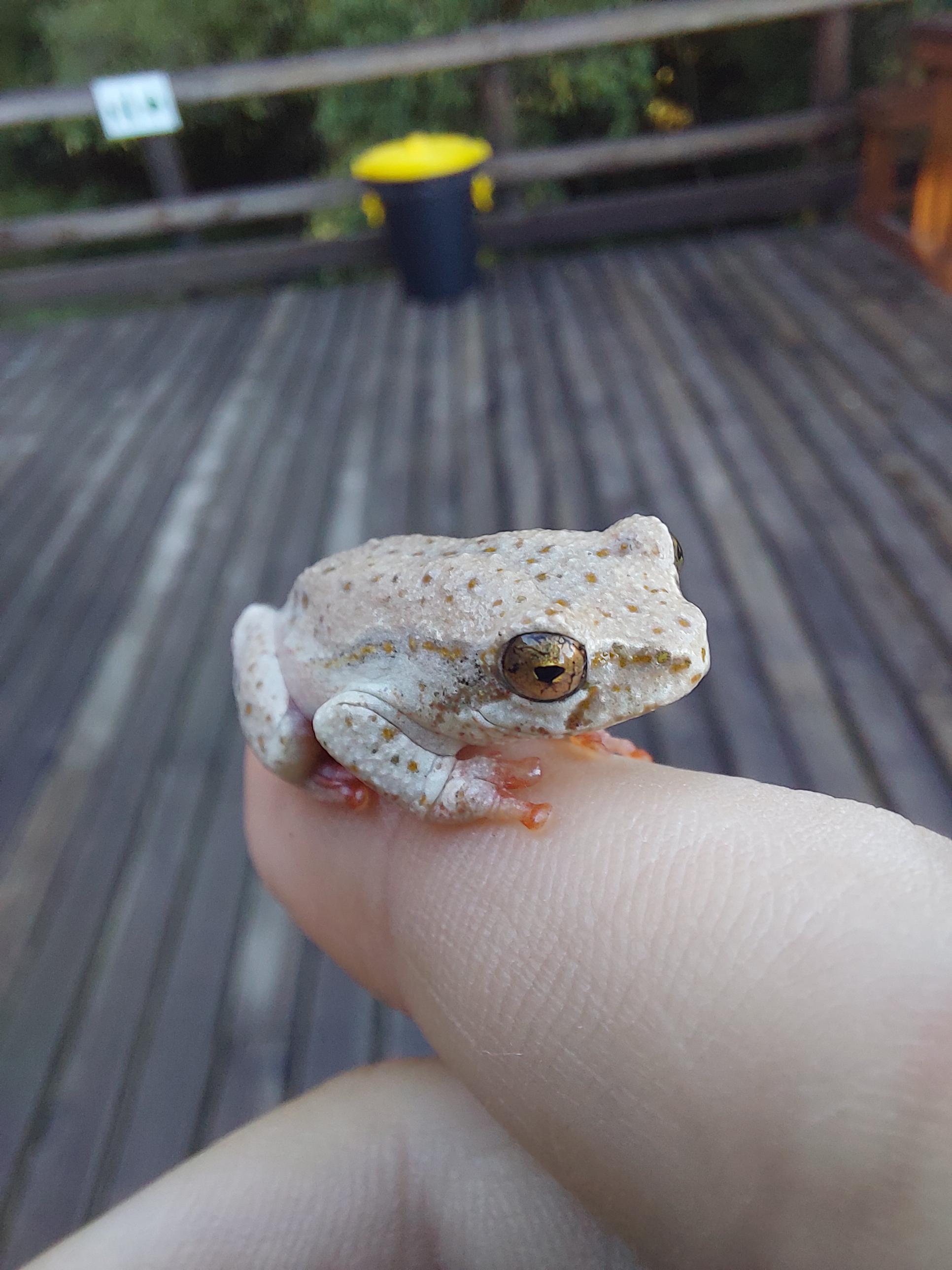 (OC) Fred the smollest Froggo | Scrolller