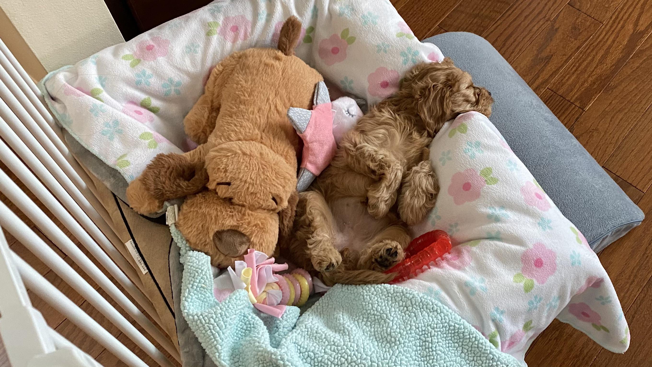 My Cavapoo turned 2 today! They grow too fast 😭🥰 (OC) | Scrolller