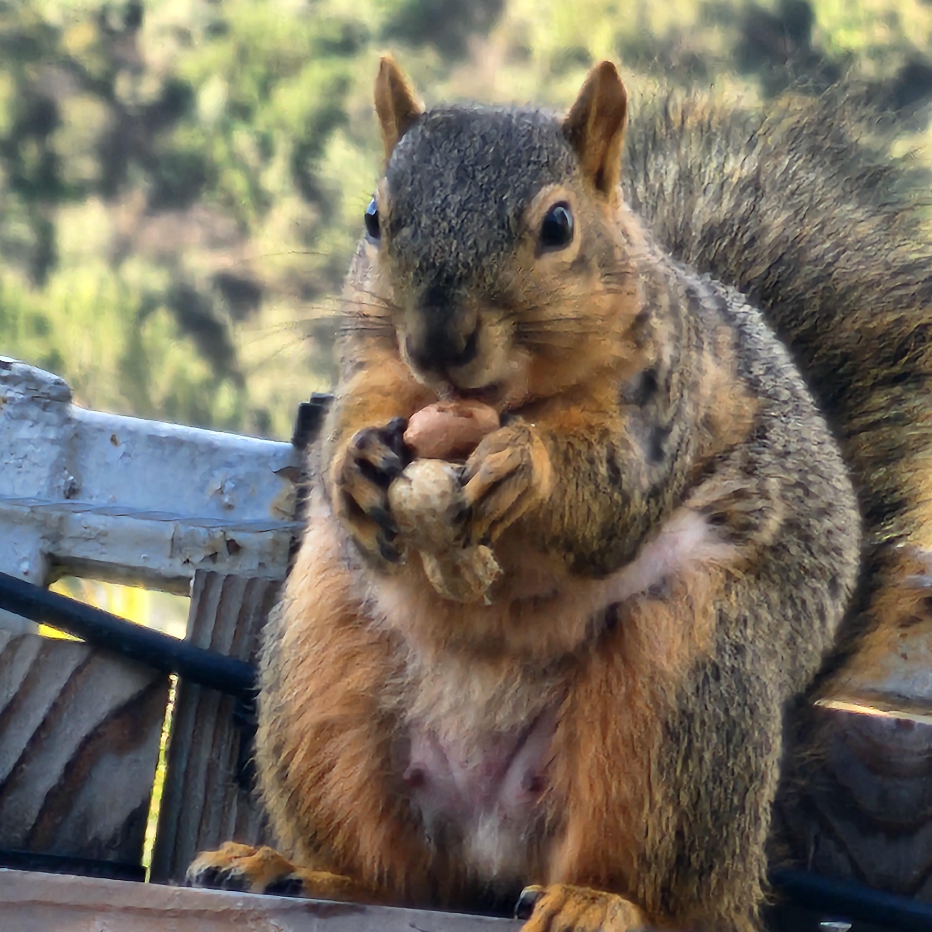 The backyard momma | Scrolller