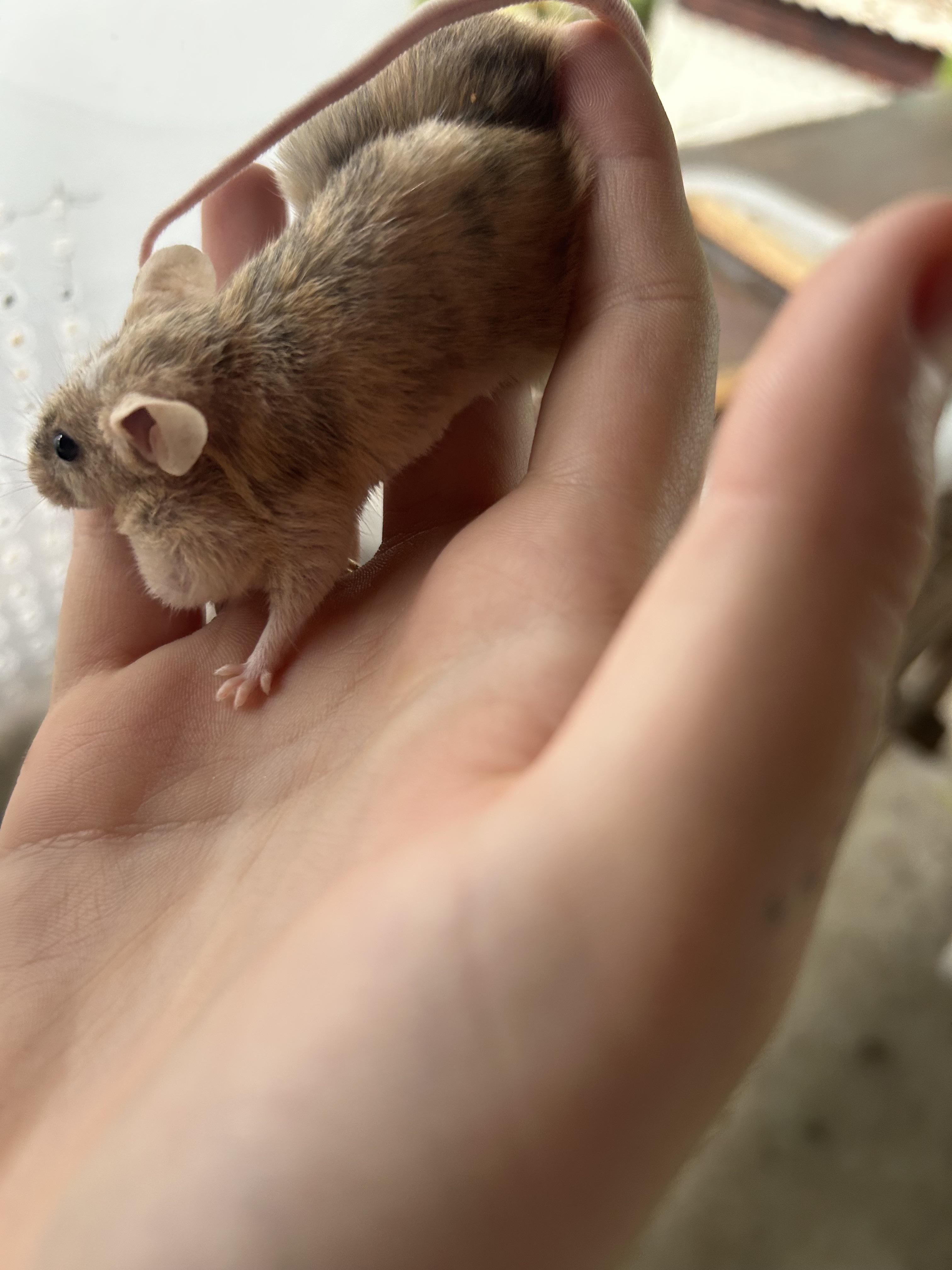 Weird lumps | Scrolller