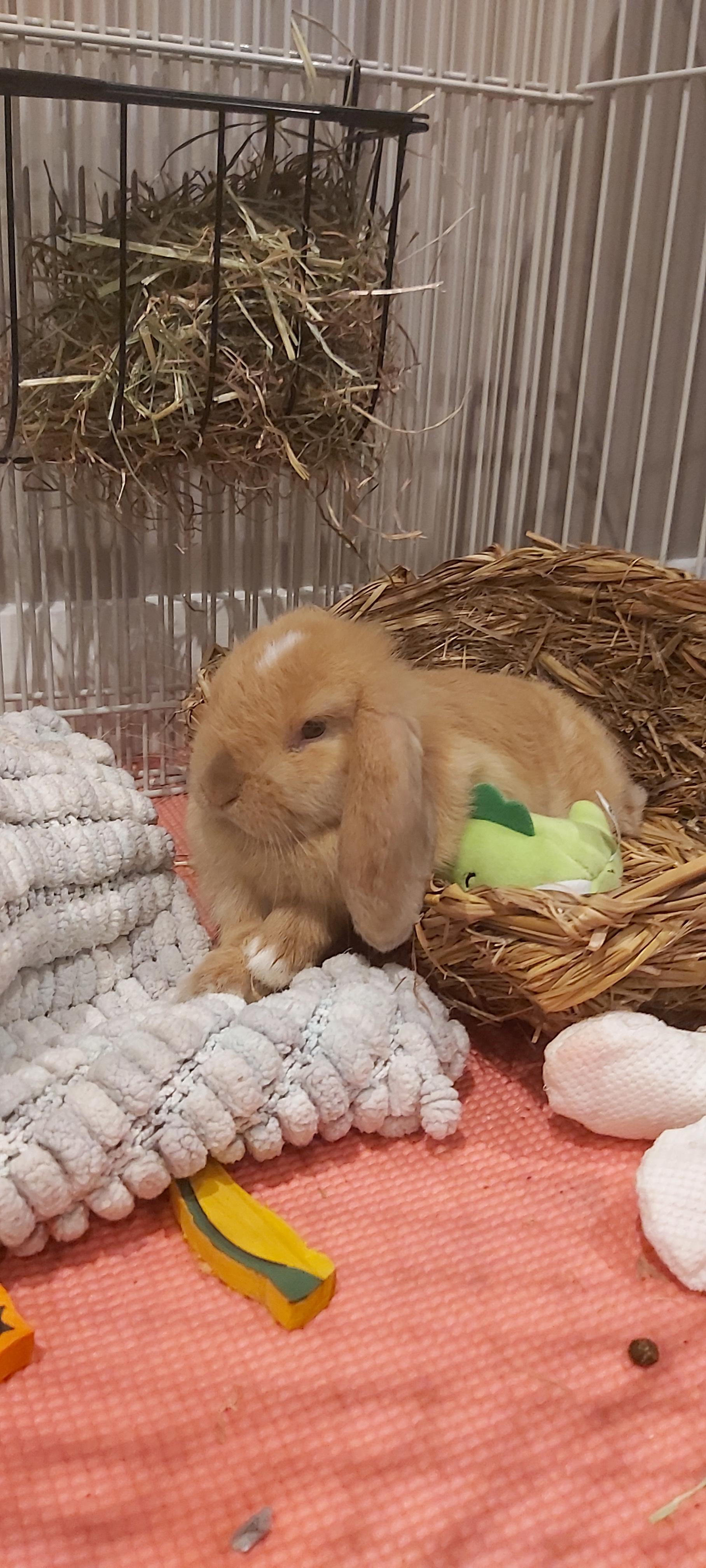 My sister got a new bun! | Scrolller