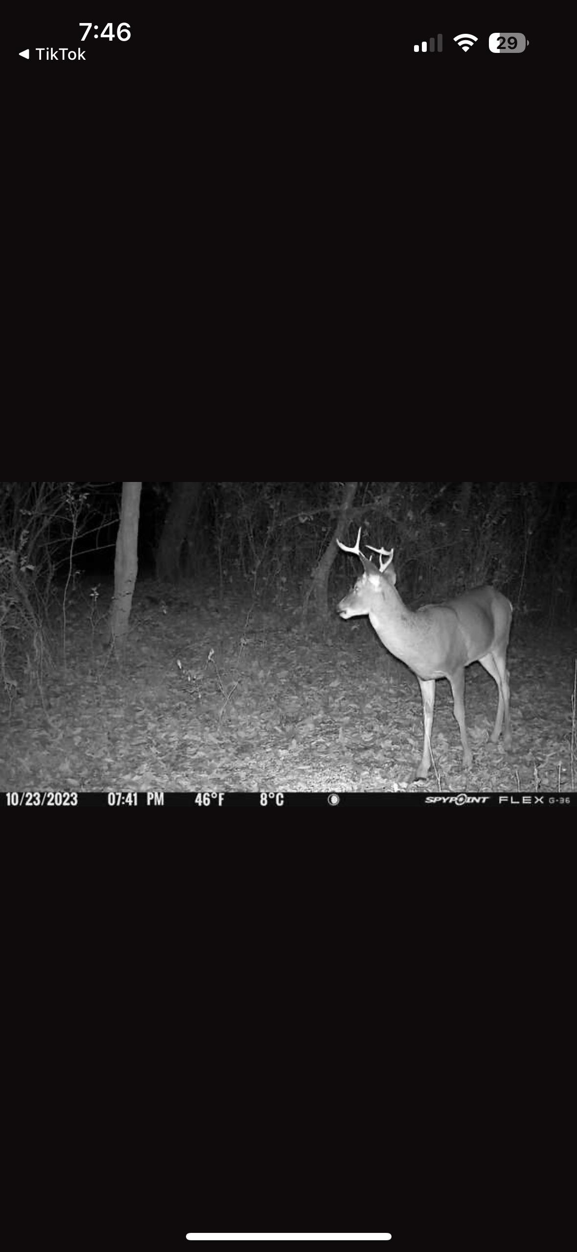 Are all of these different pictures the same deer? | Scrolller