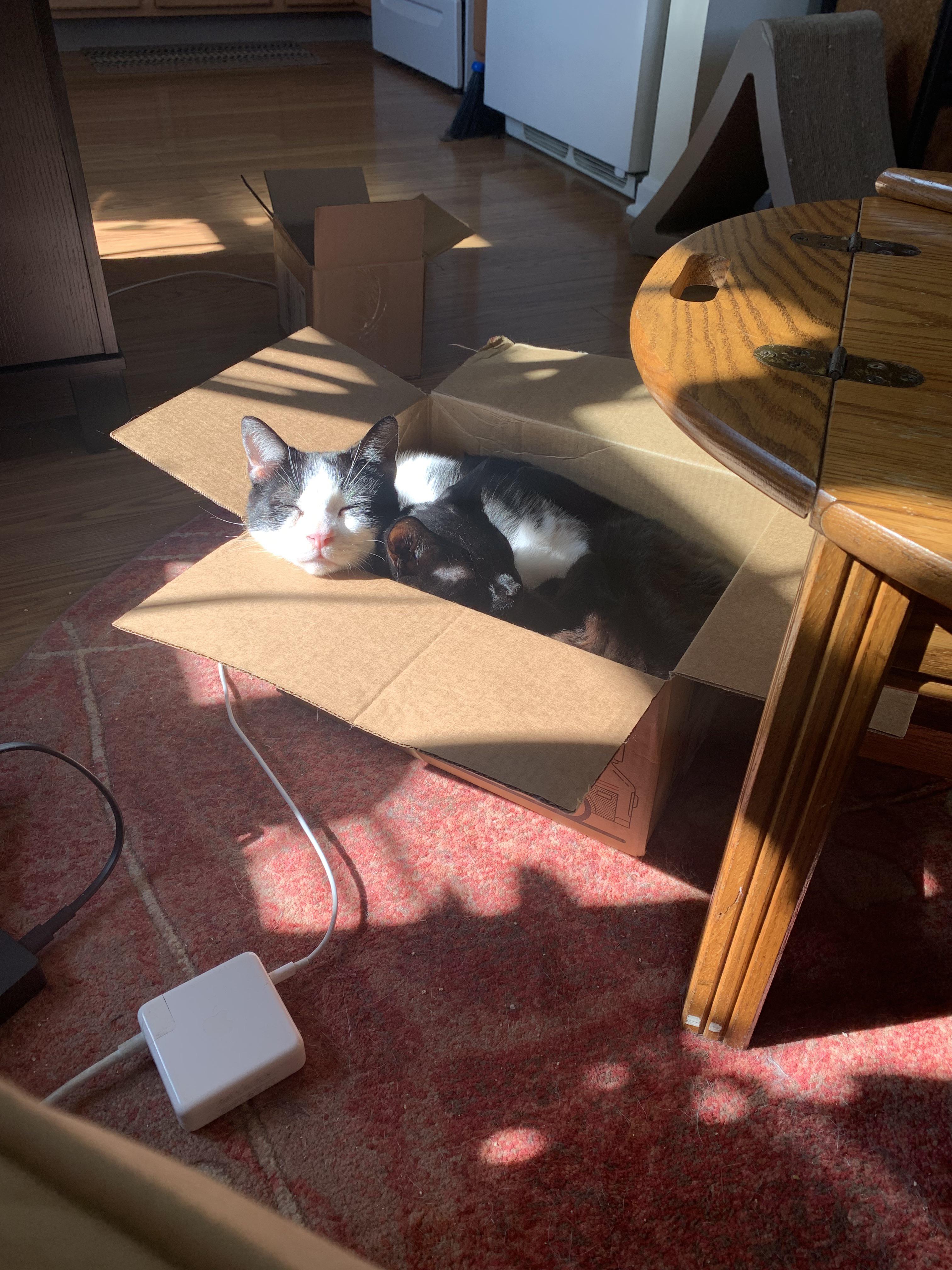 Double trap (box + sun ray) | Scrolller