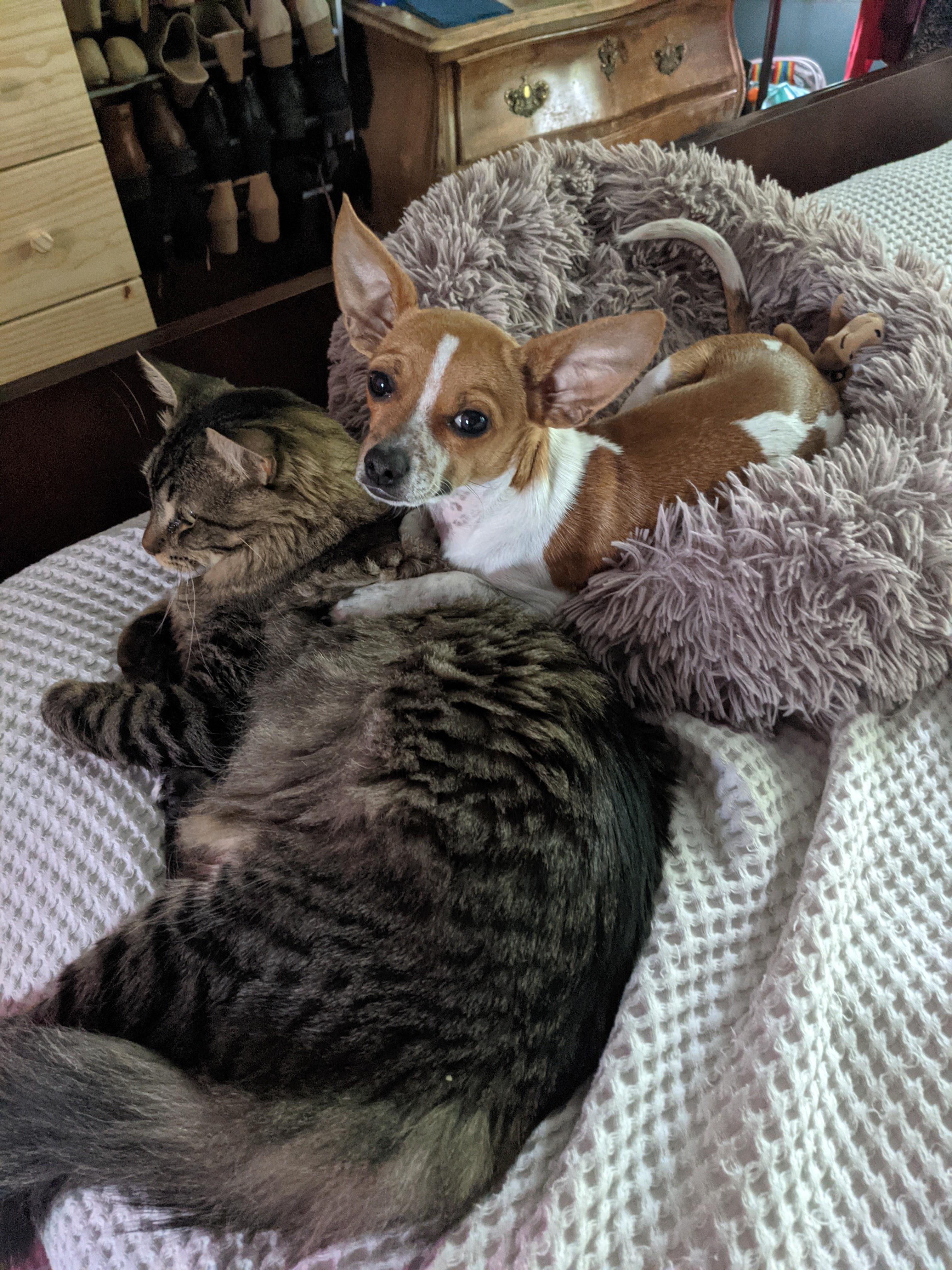 Murphy, with his best friend Simon | Scrolller