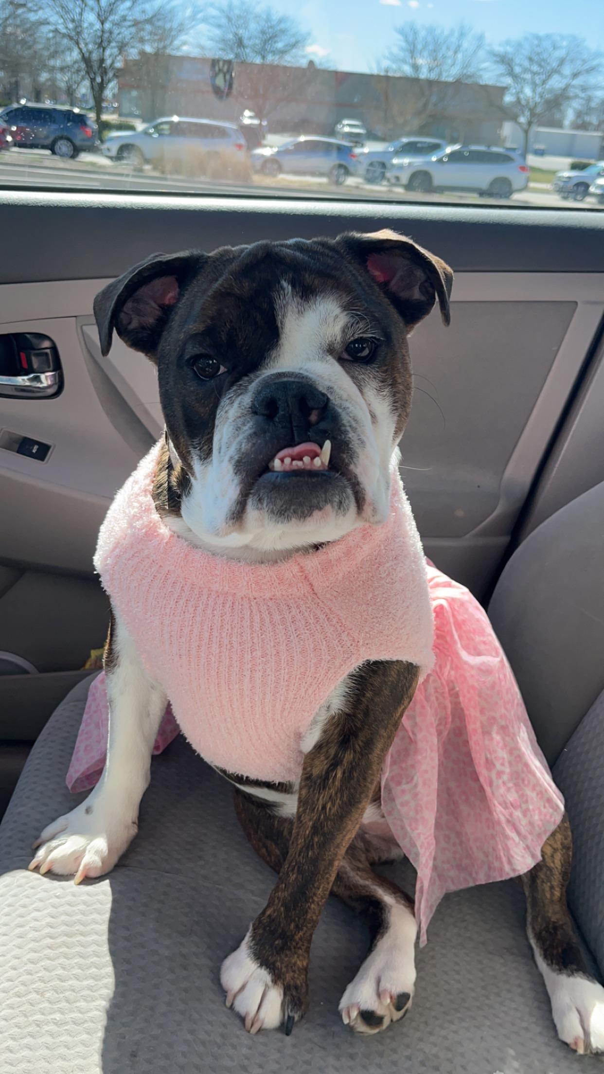 Meet Daisy | Scrolller