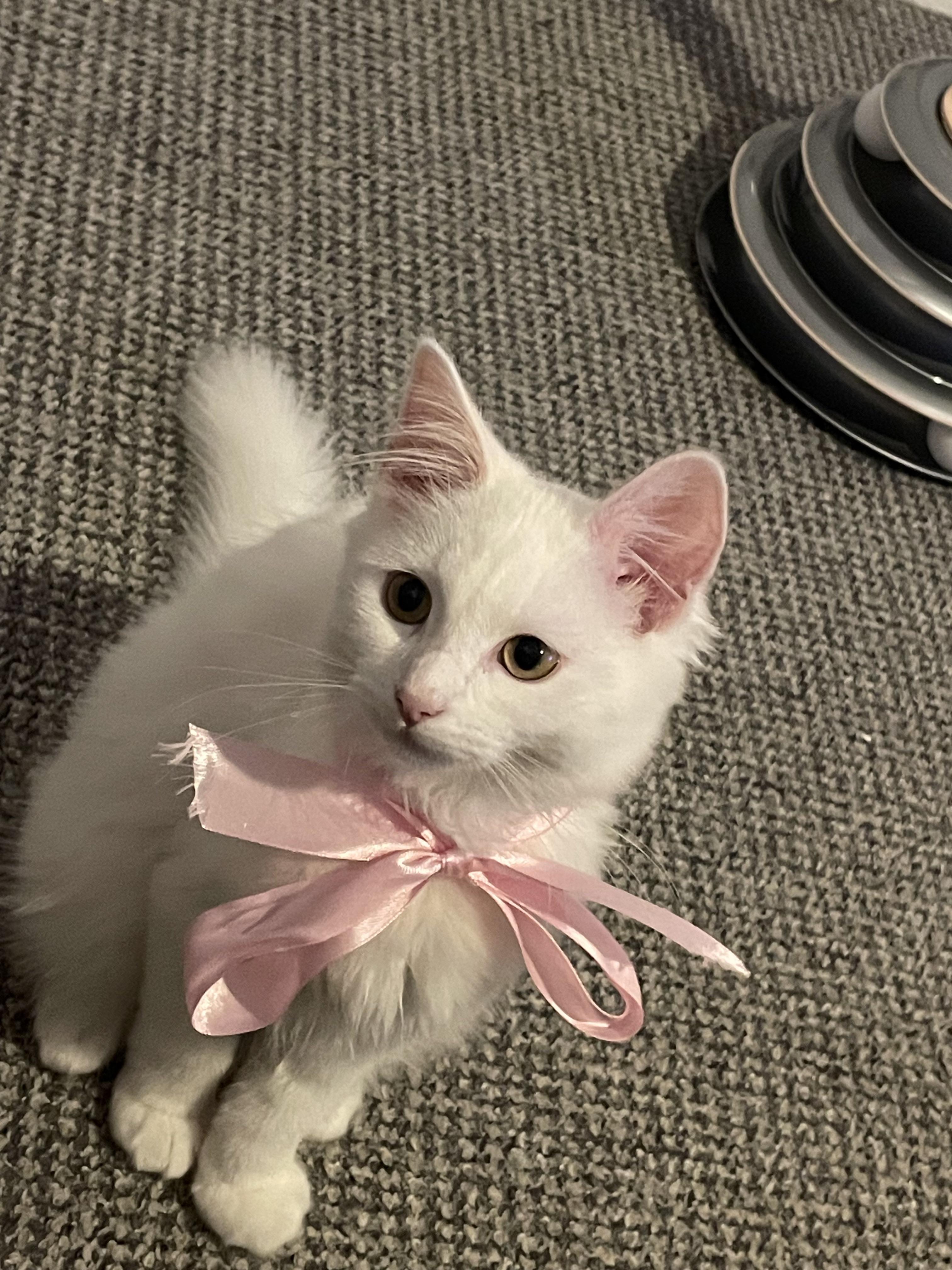 More of floofy mochi | Scrolller