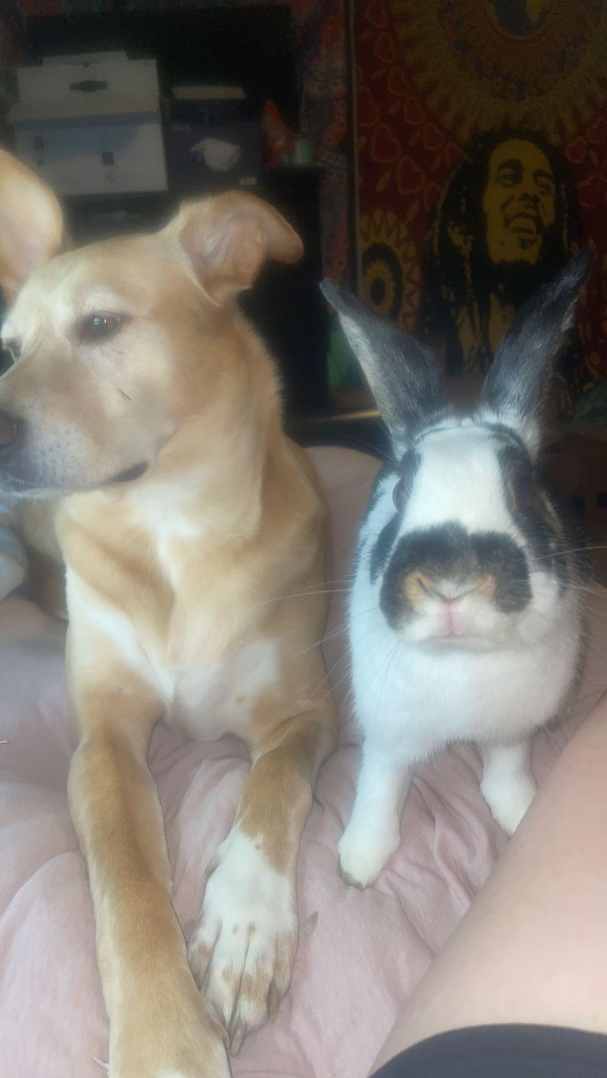 Bun and pup | Scrolller