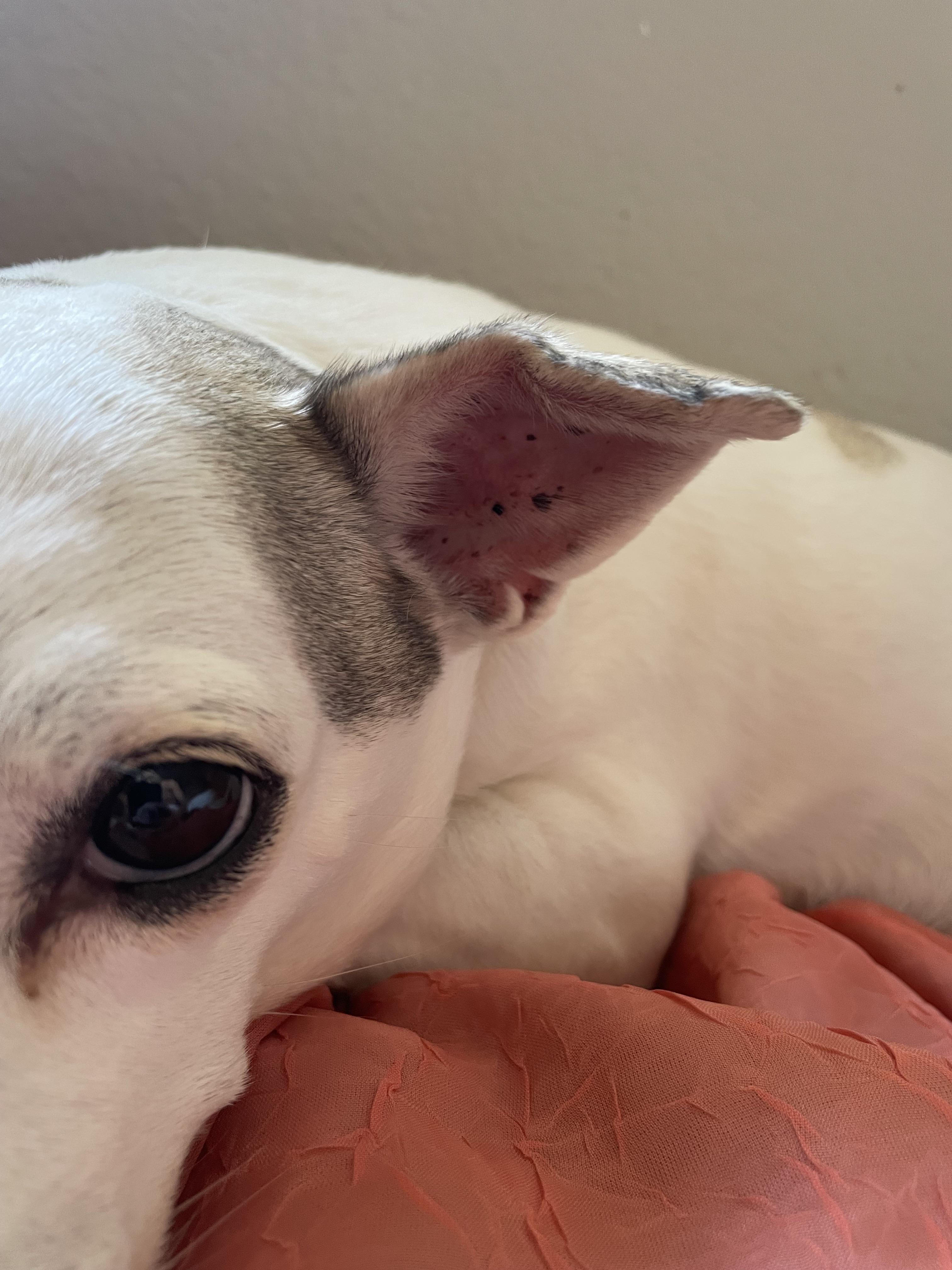 Swollen ear | Scrolller