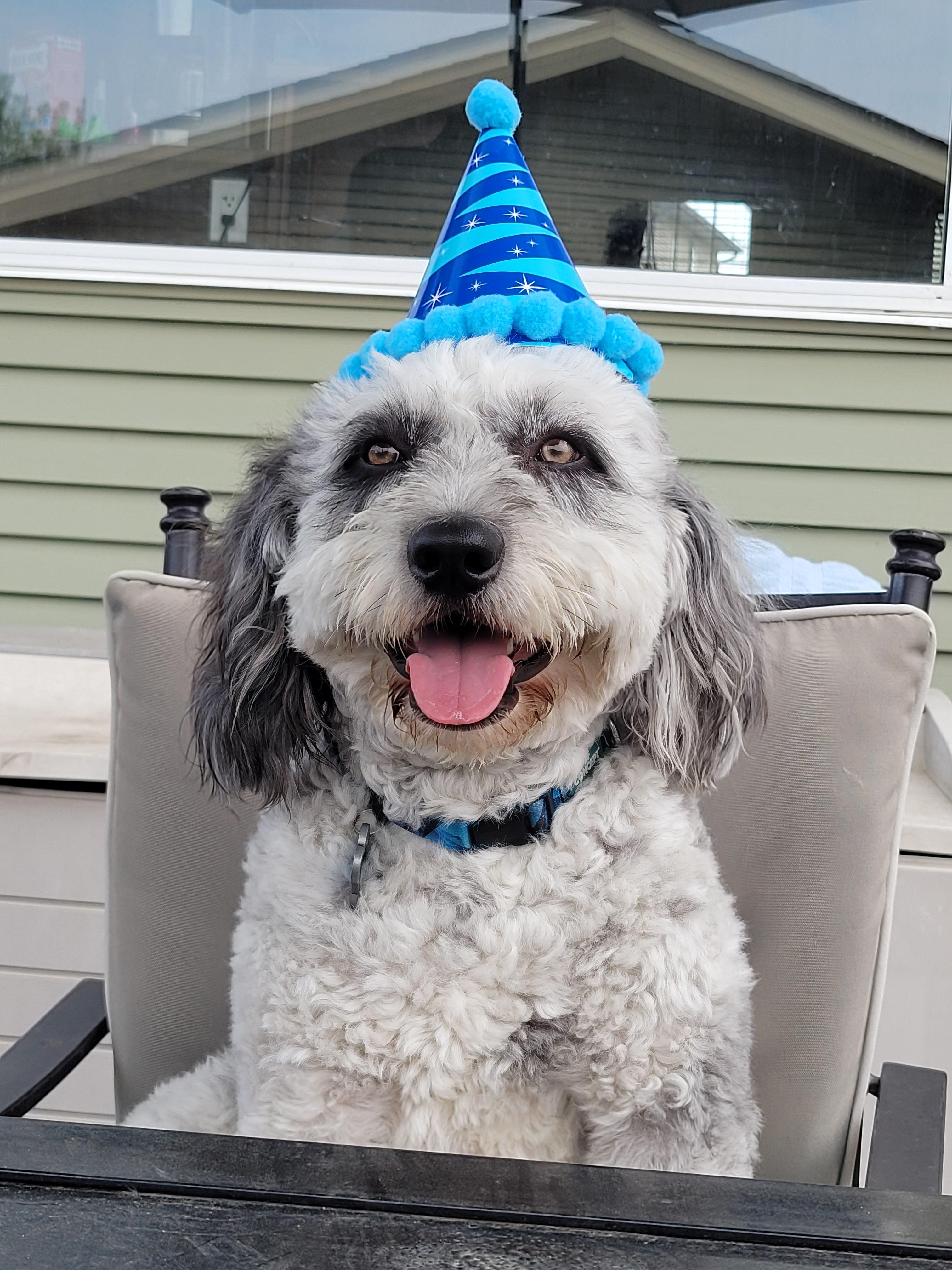 (OC) It's Oreo's birthday | Scrolller