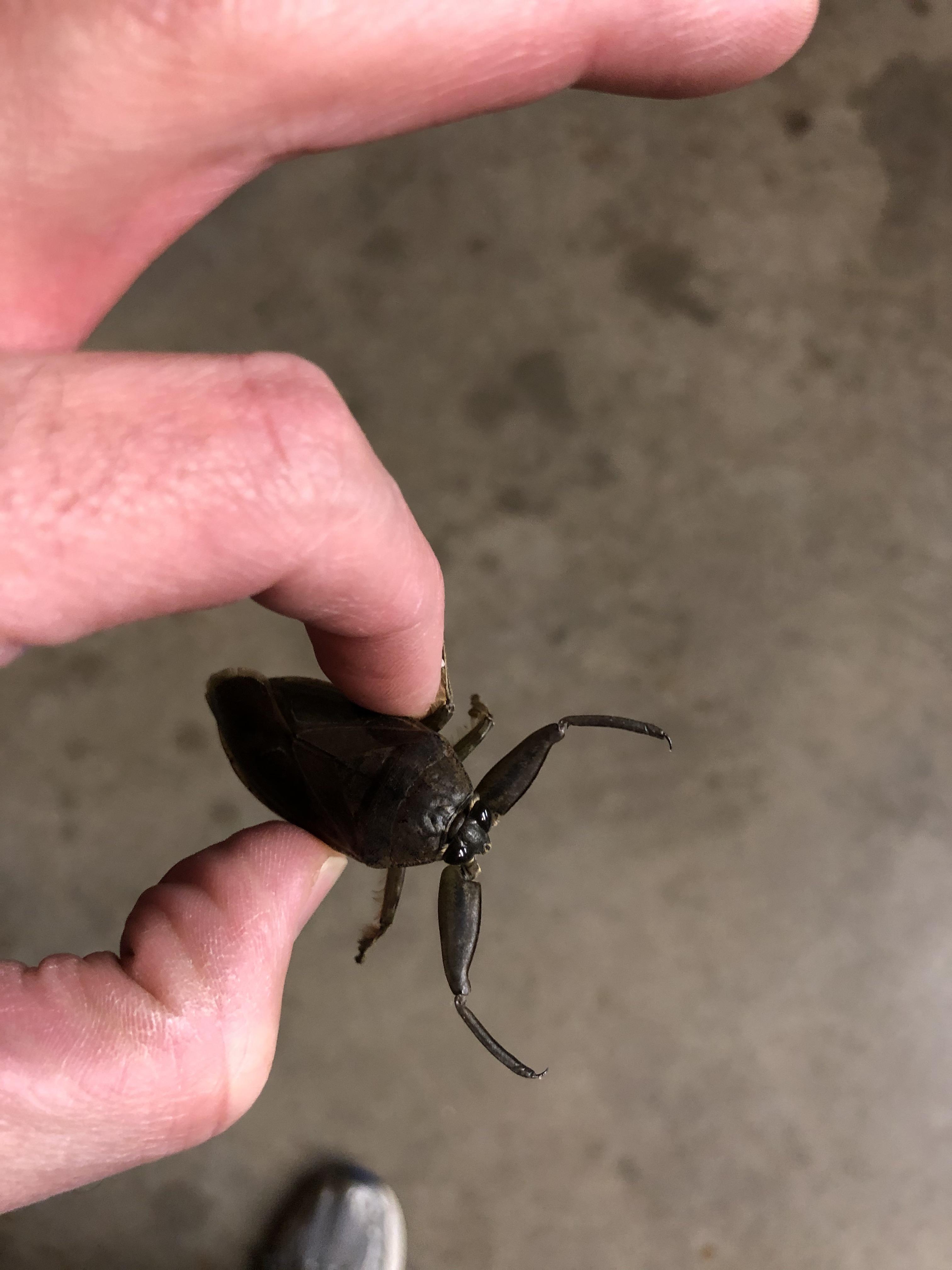 Discover more like Insects: What is this? Is this dangerous? and Related Content | Scrolller