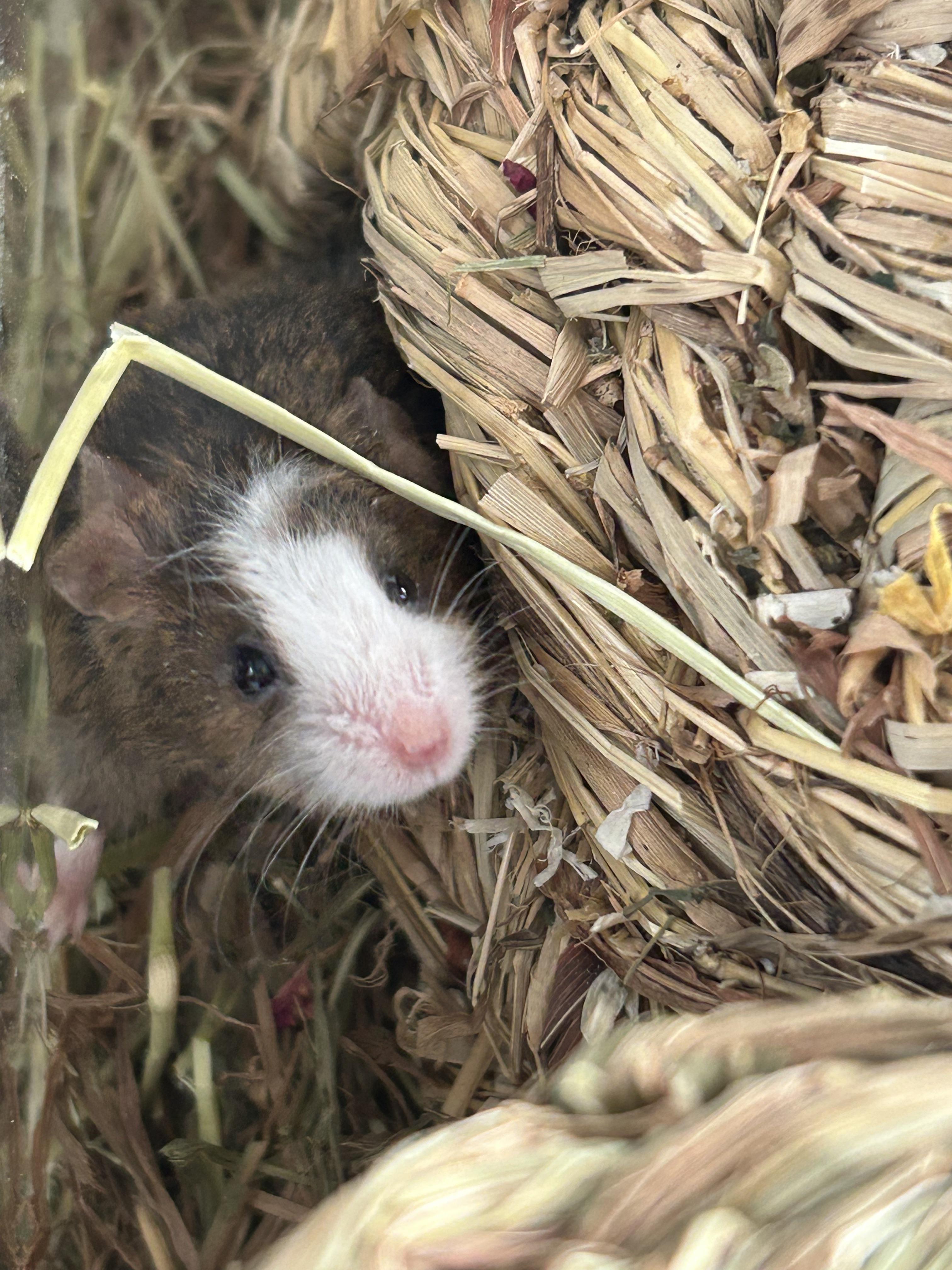 First full setup for my mice in their new enclosure