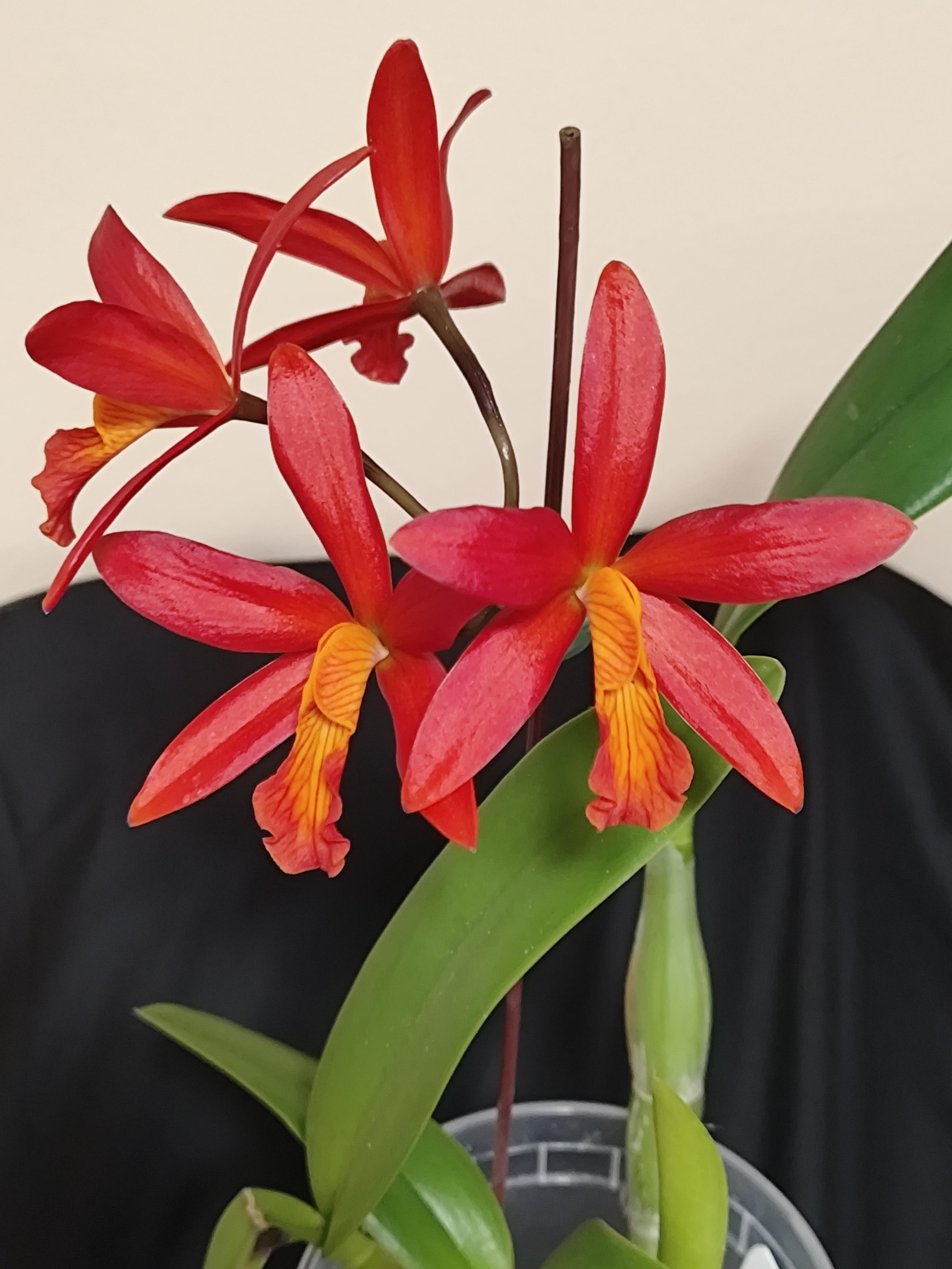 More Feb 2025 Blooms | Scrolller