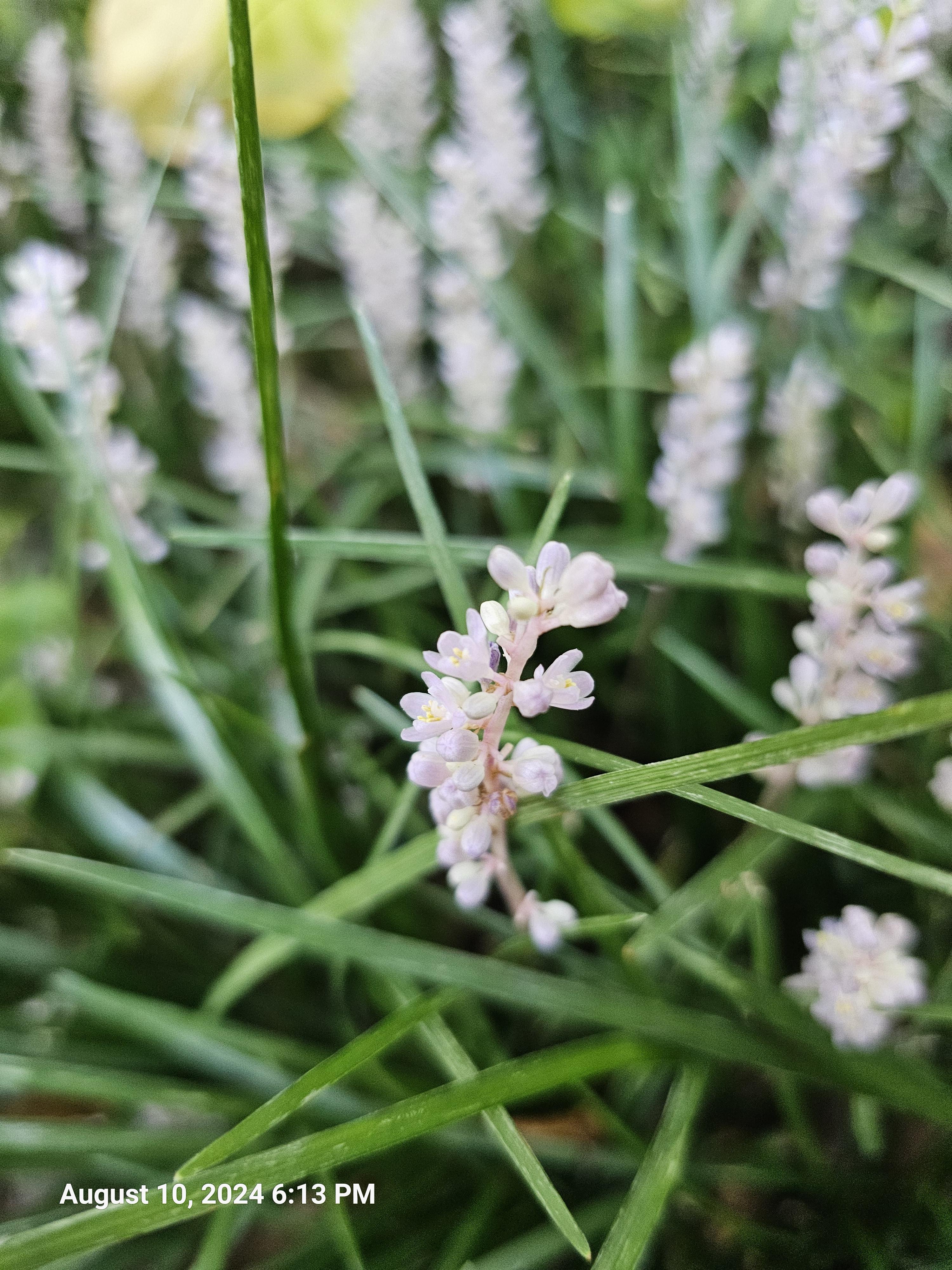 Help identifying | Scrolller