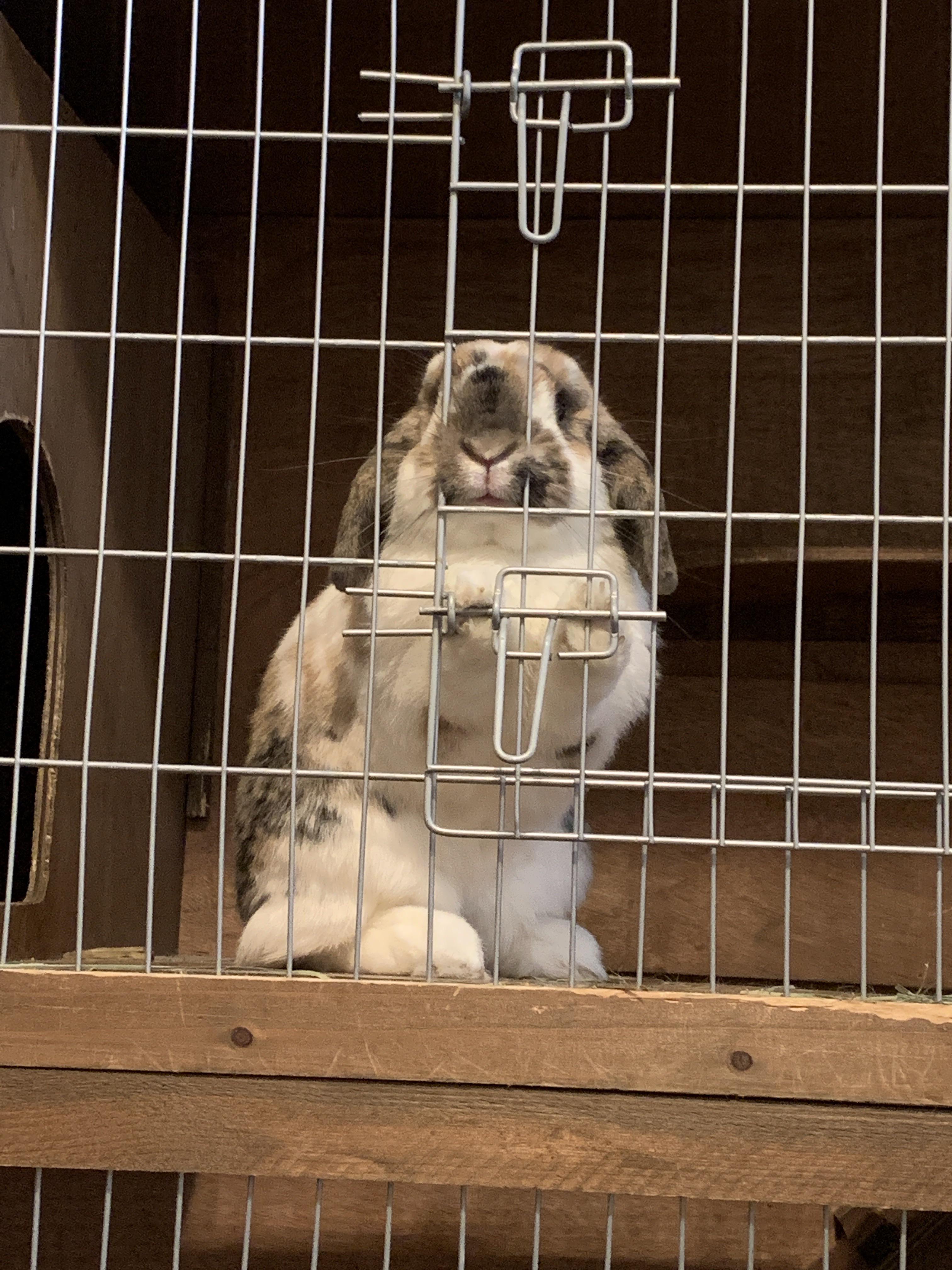 The tiniest but biggest menace | Scrolller