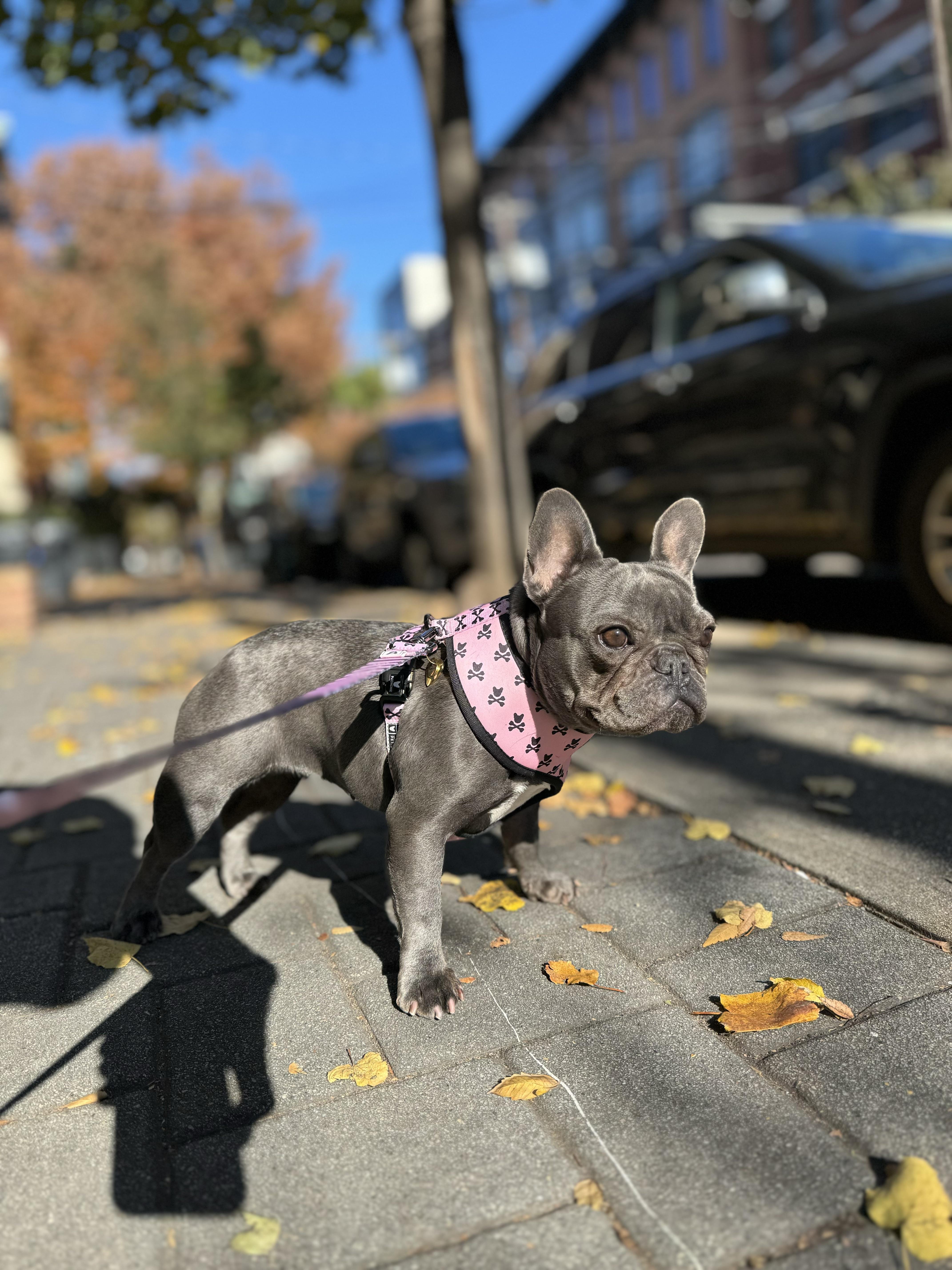 Probiotic/Prebiotic Recs | Scrolller