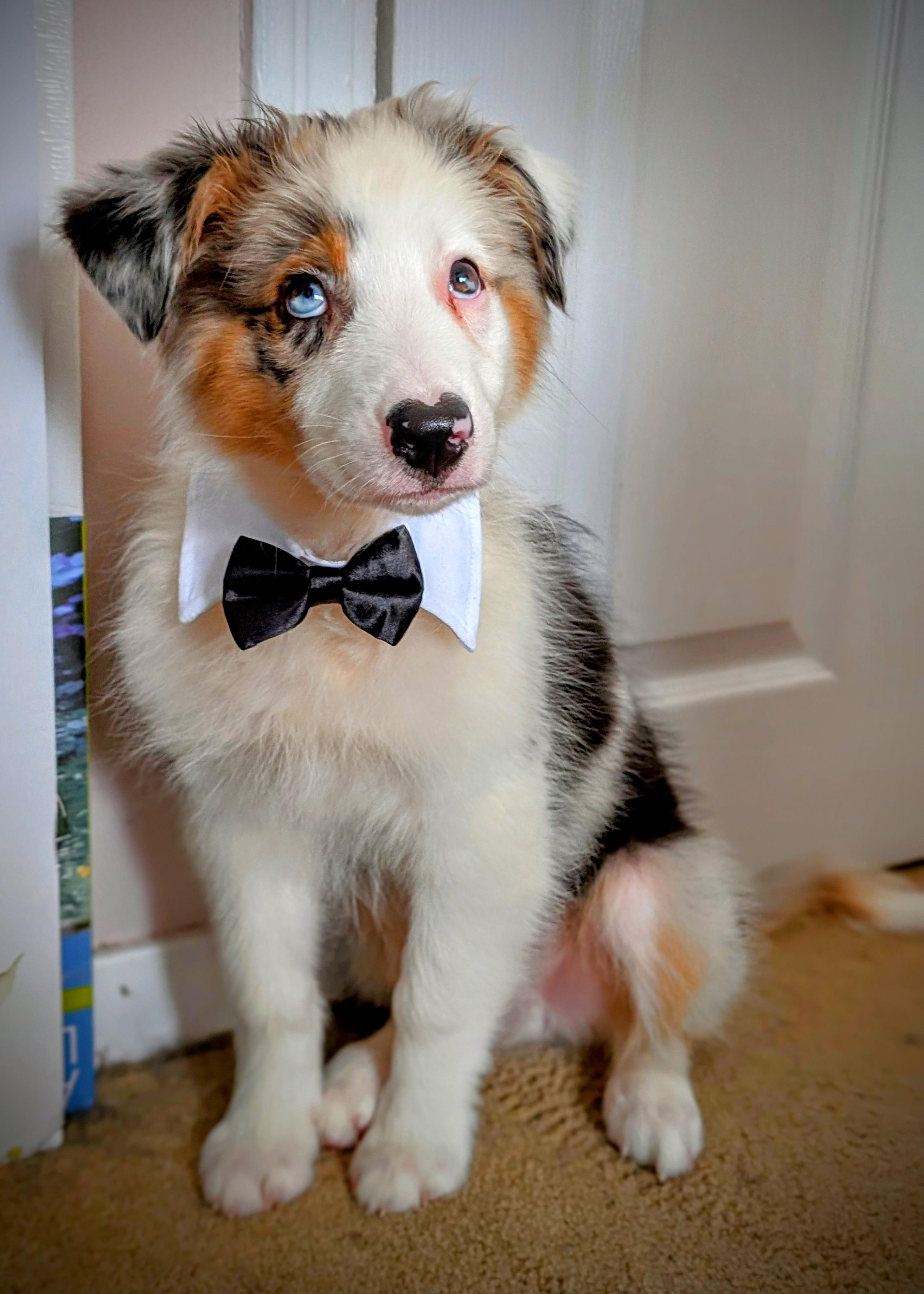 Porthos' cheesy grin | Scrolller