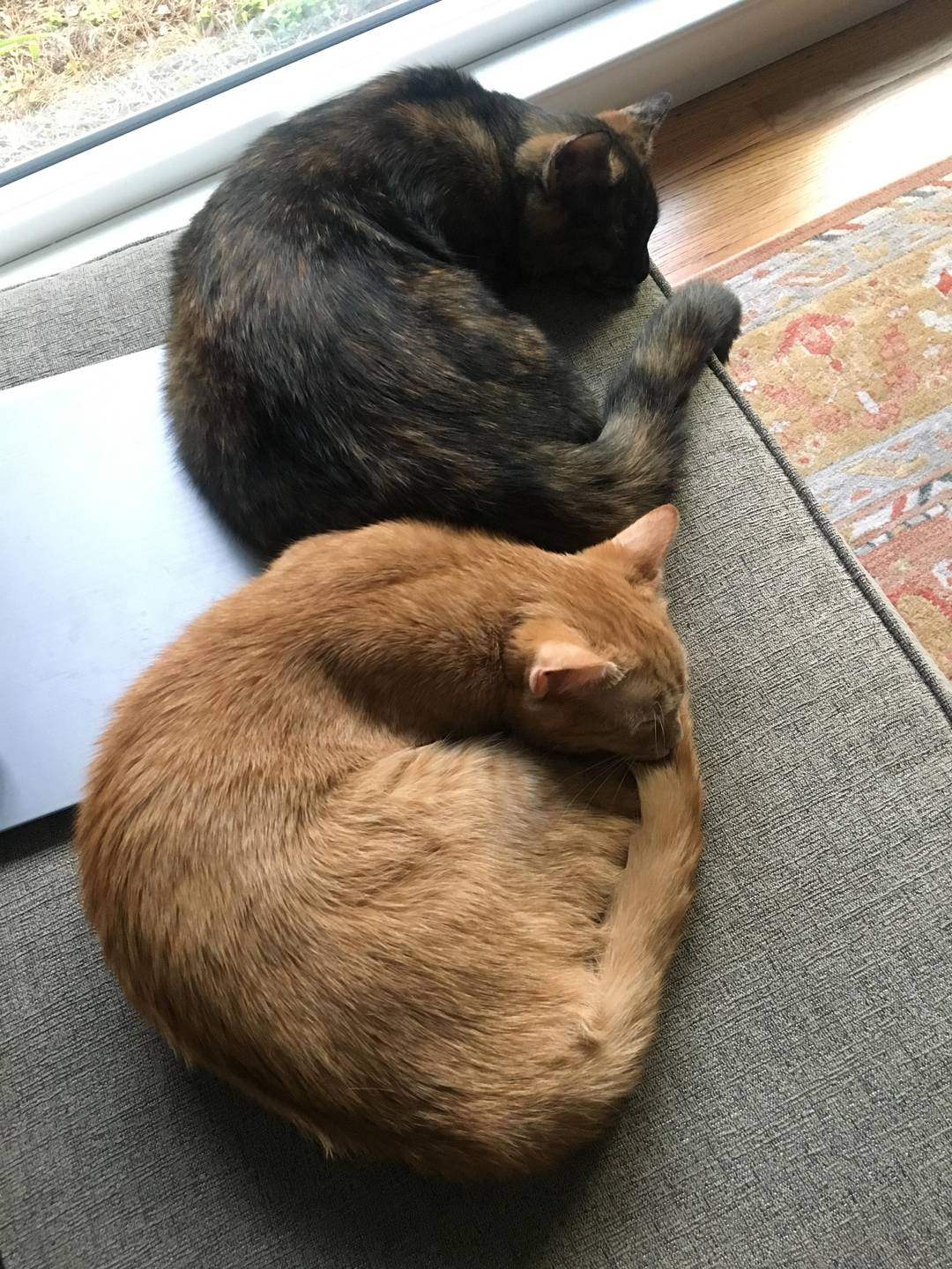 Sister circles. | Scrolller