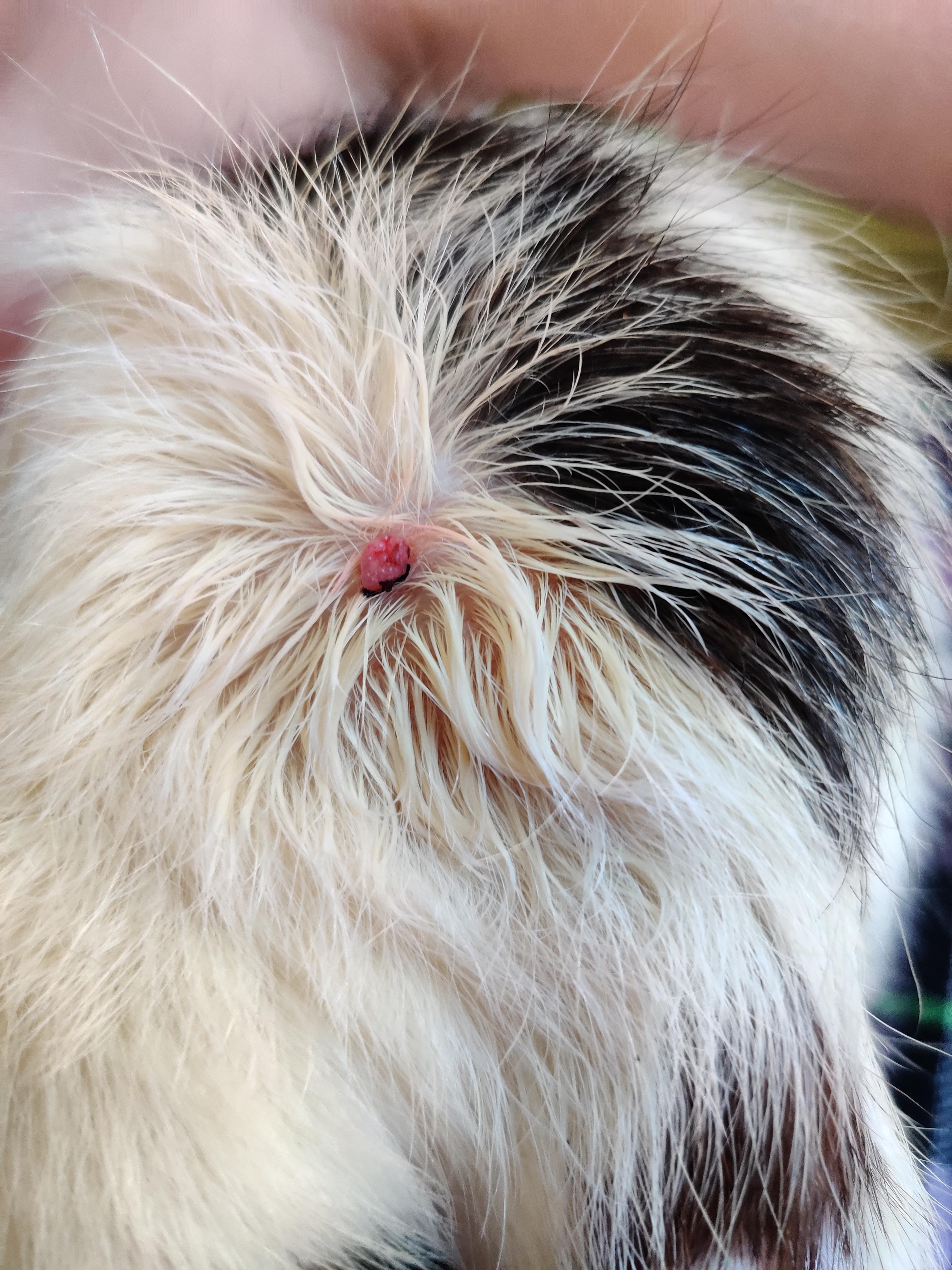 Just discovered this on my rat need identification help | Scrolller