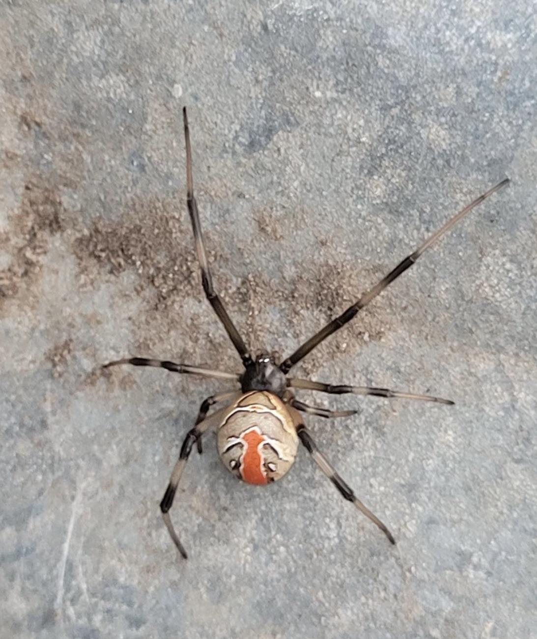 Never seen anything like this spidey! | Scrolller