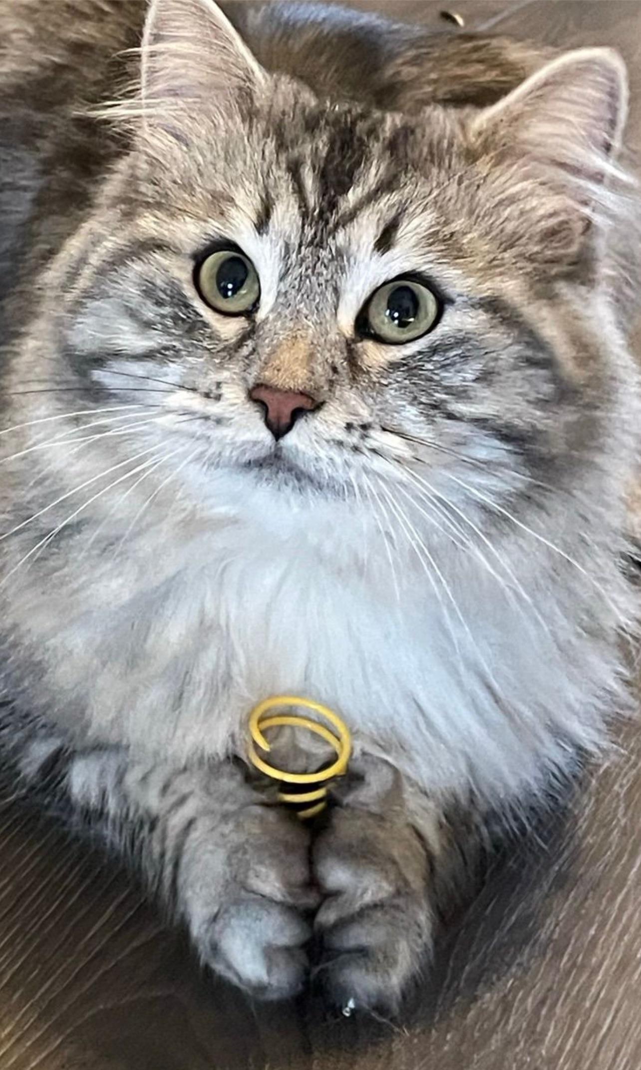 Just a lot of pictures of Dennis(the grey) and Oskar(the big boy) | Scrolller