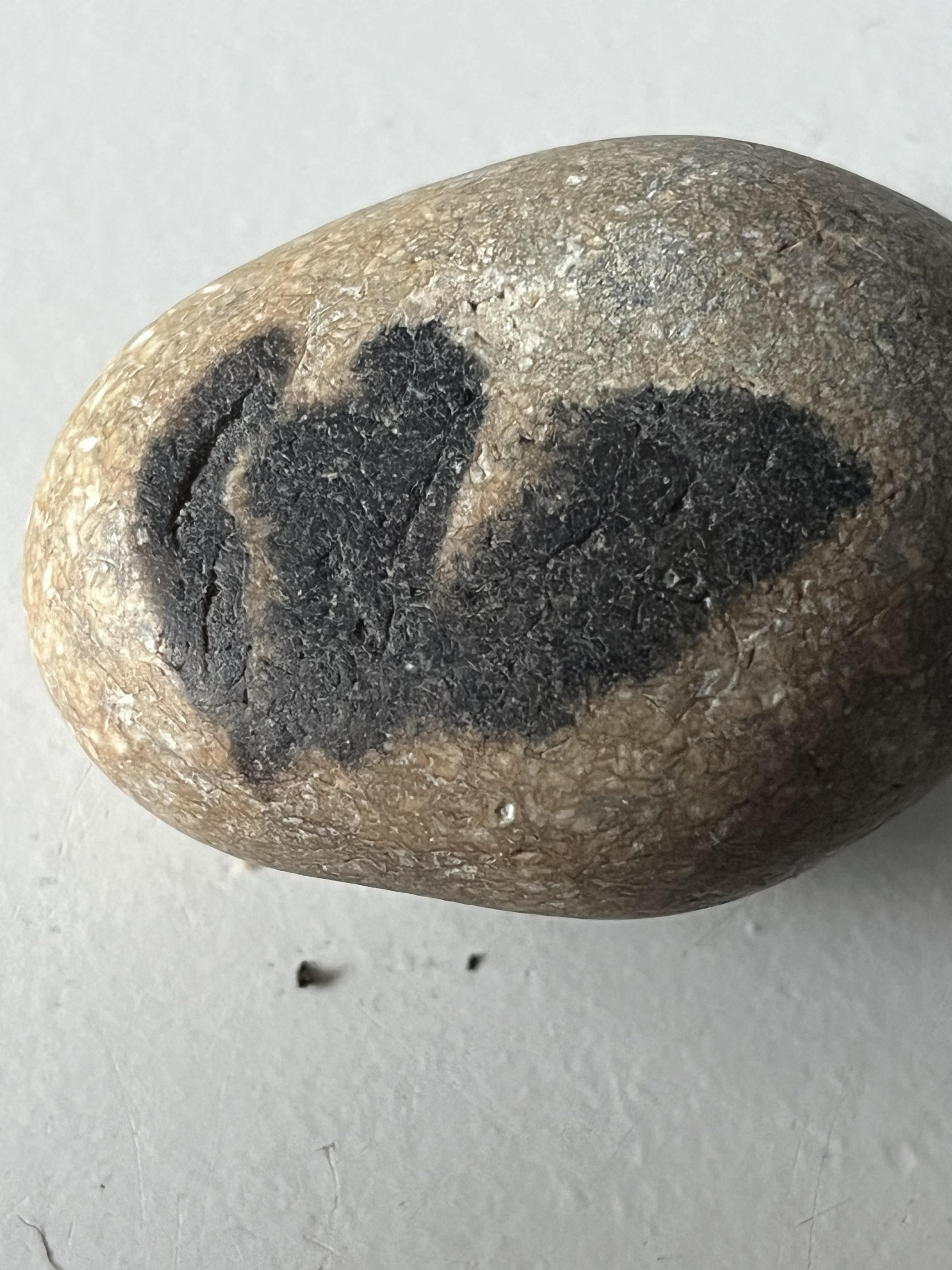 Plant fossil? | Scrolller