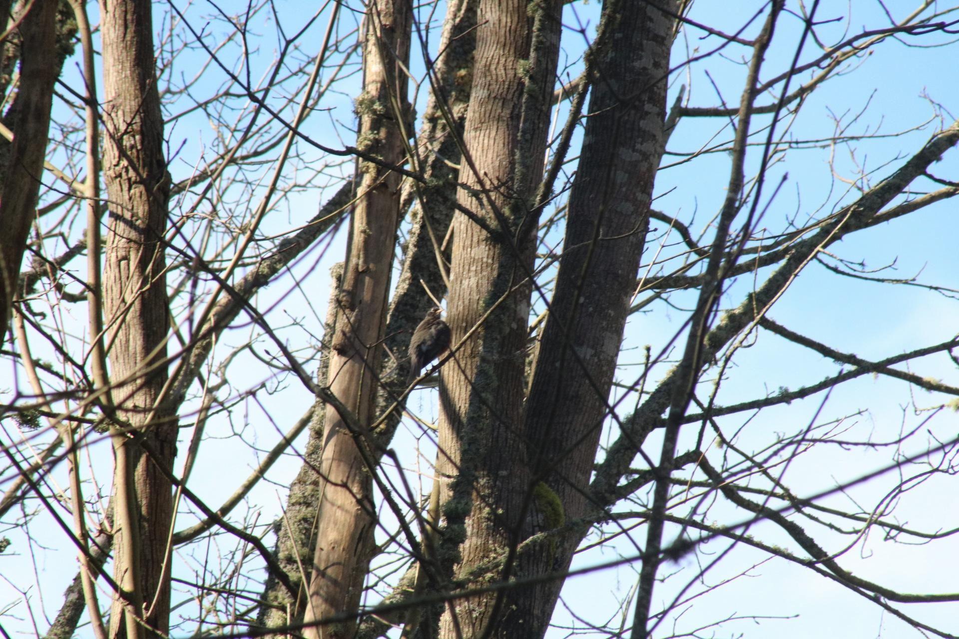 What's this bird? | Scrolller