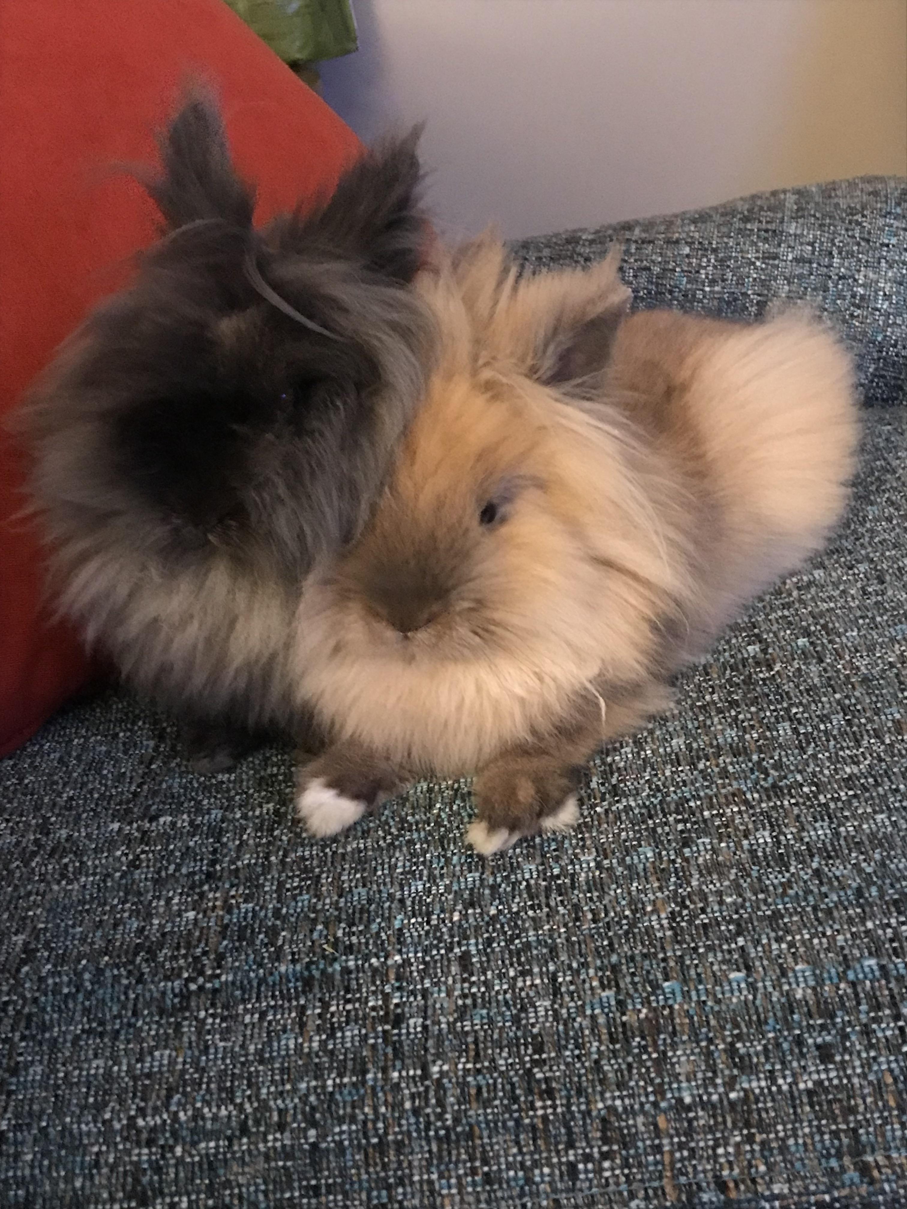 Mango and Lassi posing | Scrolller