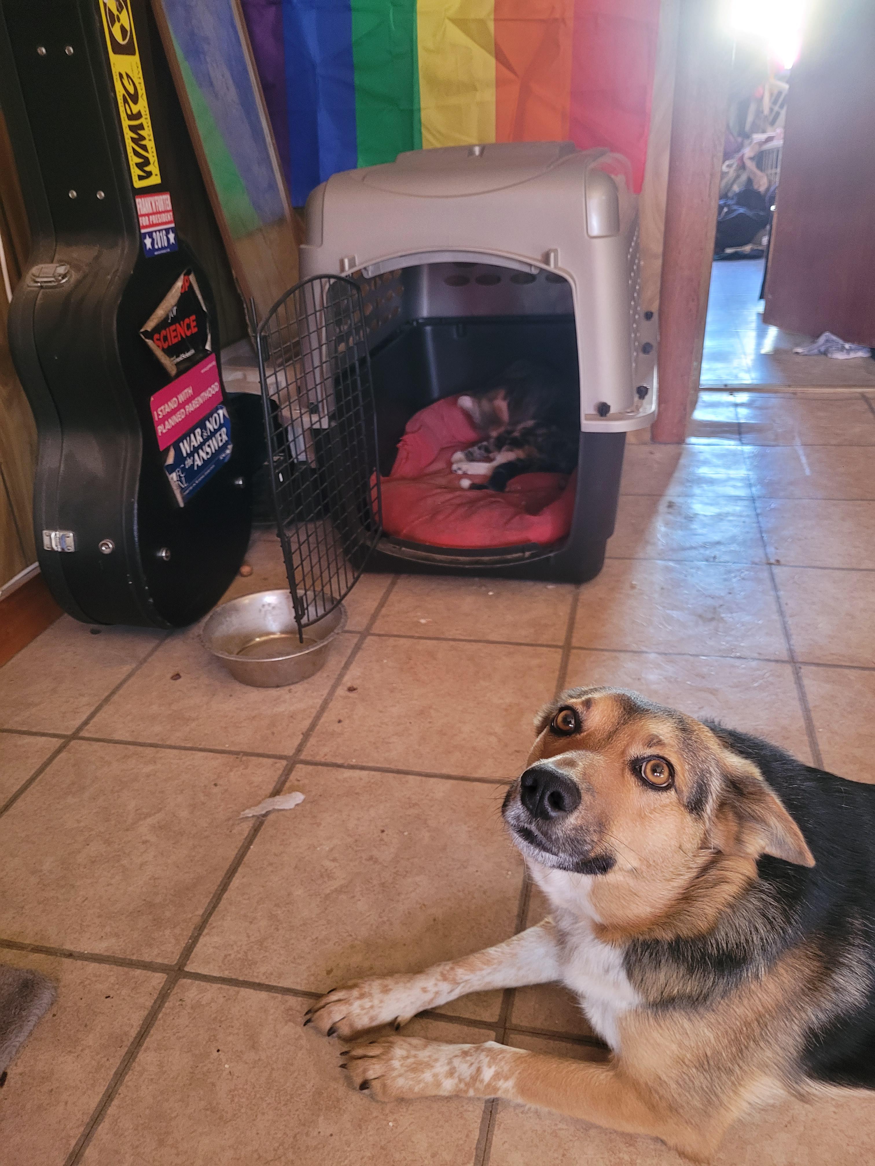 Not just the bed, the whole crate | Scrolller