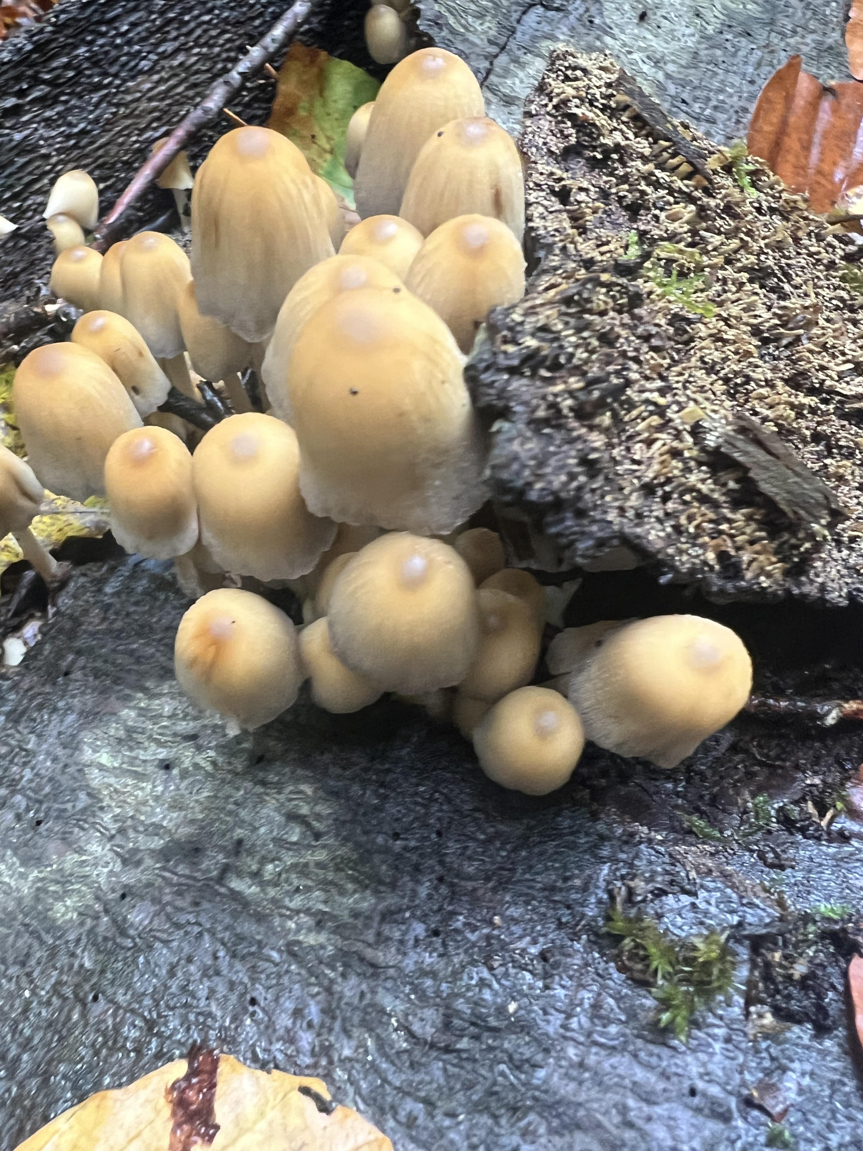 Autumn mushrooms 🍄‍🟫 | Scrolller