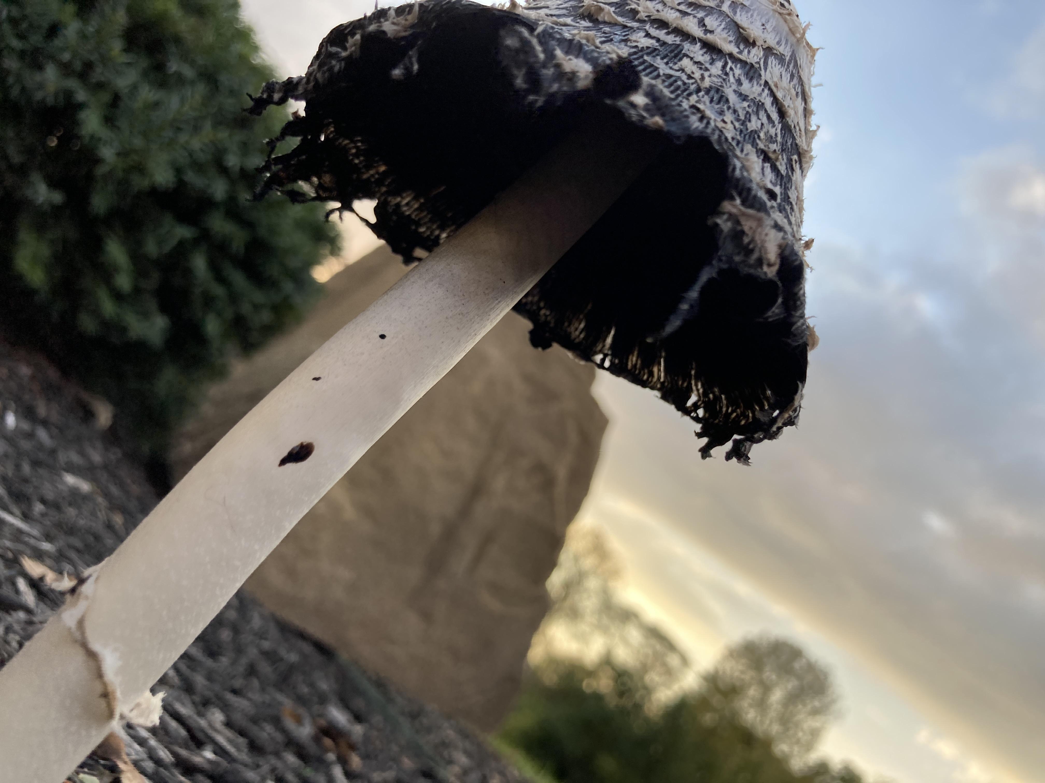 What’s this fella | Scrolller