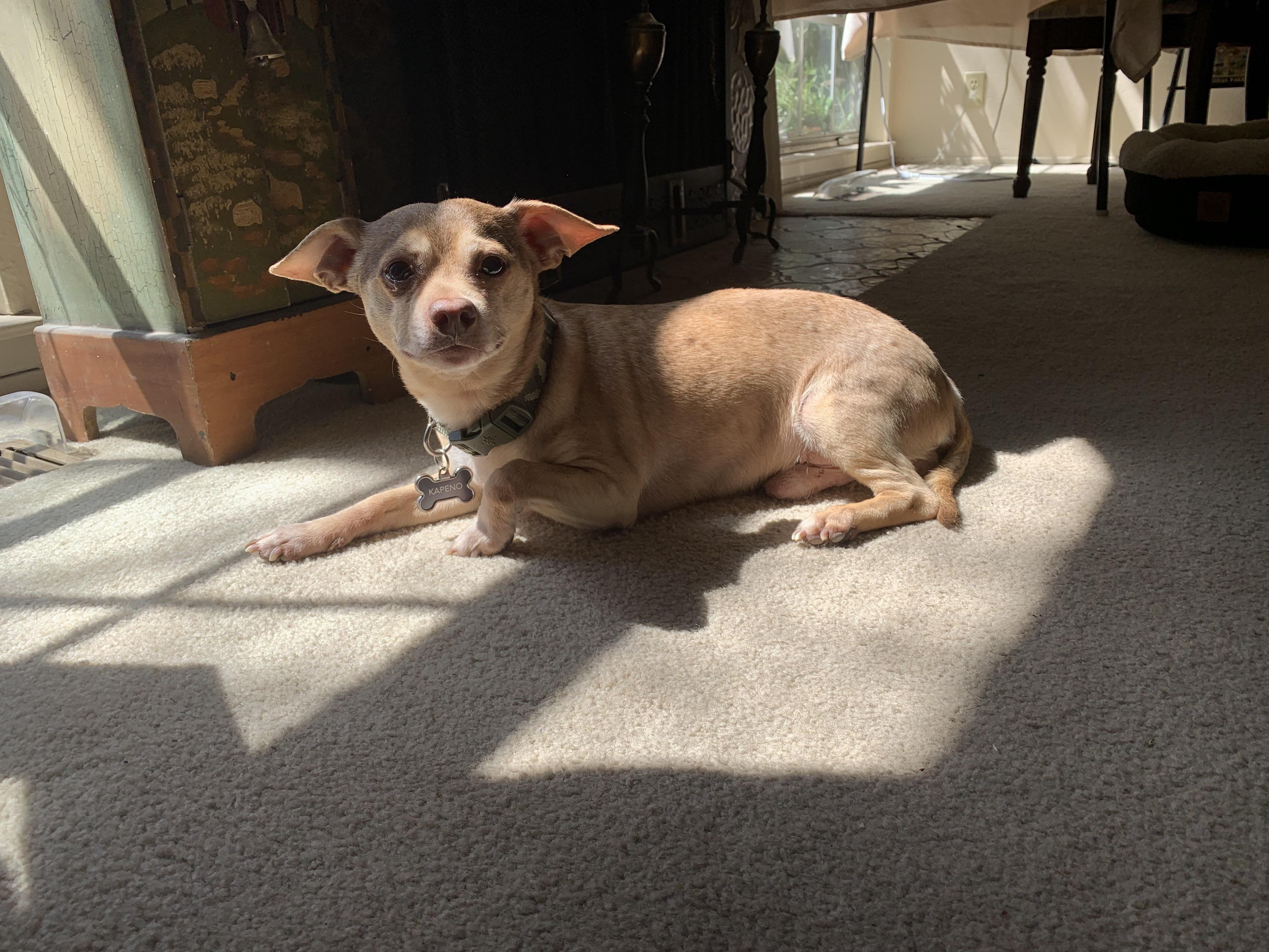 Daintily Paw on a Male Chiuhuahua | Scrolller