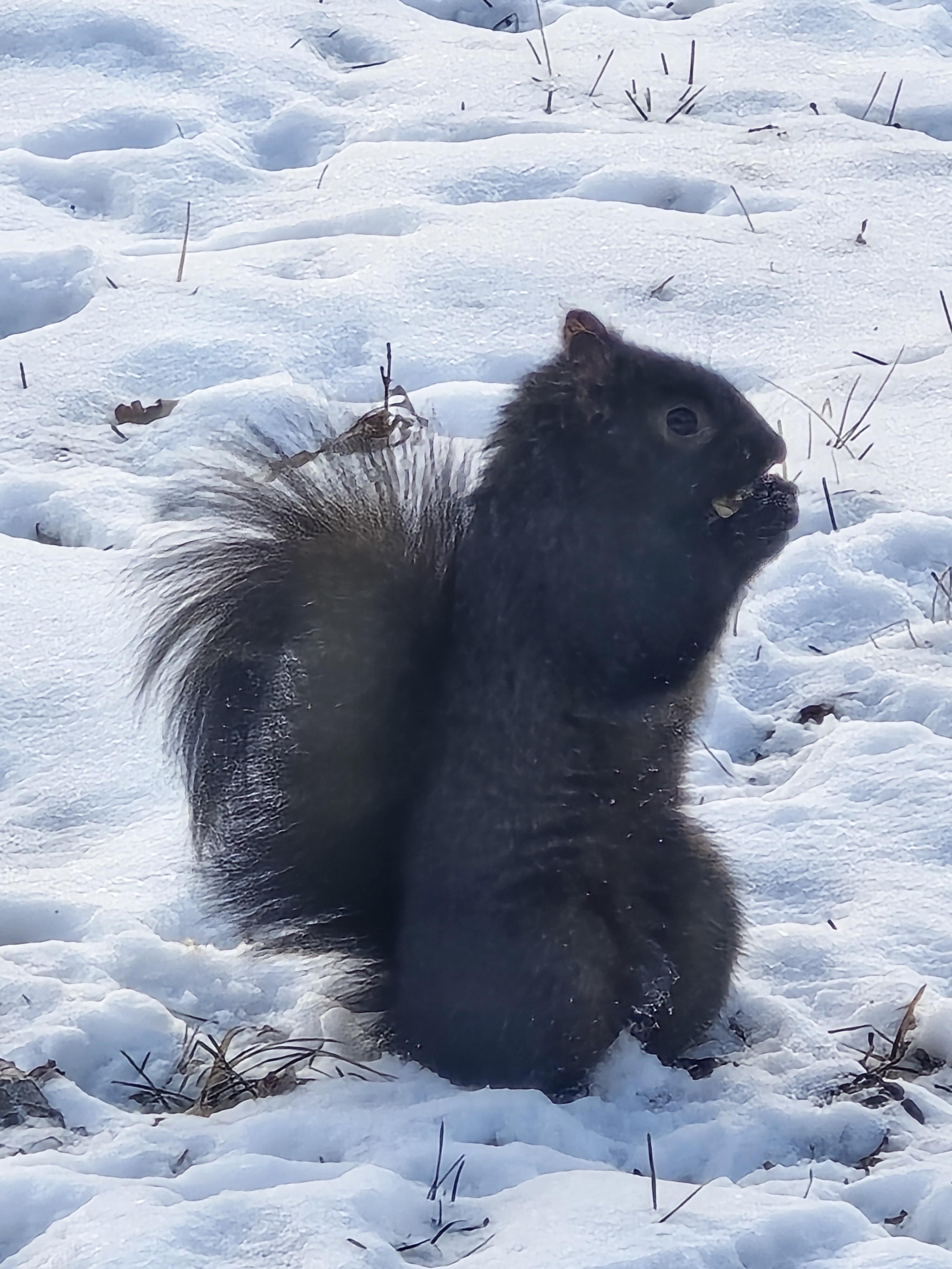 Discover more like Squirrels: Roger eating everywhere and Related Content | Scrolller