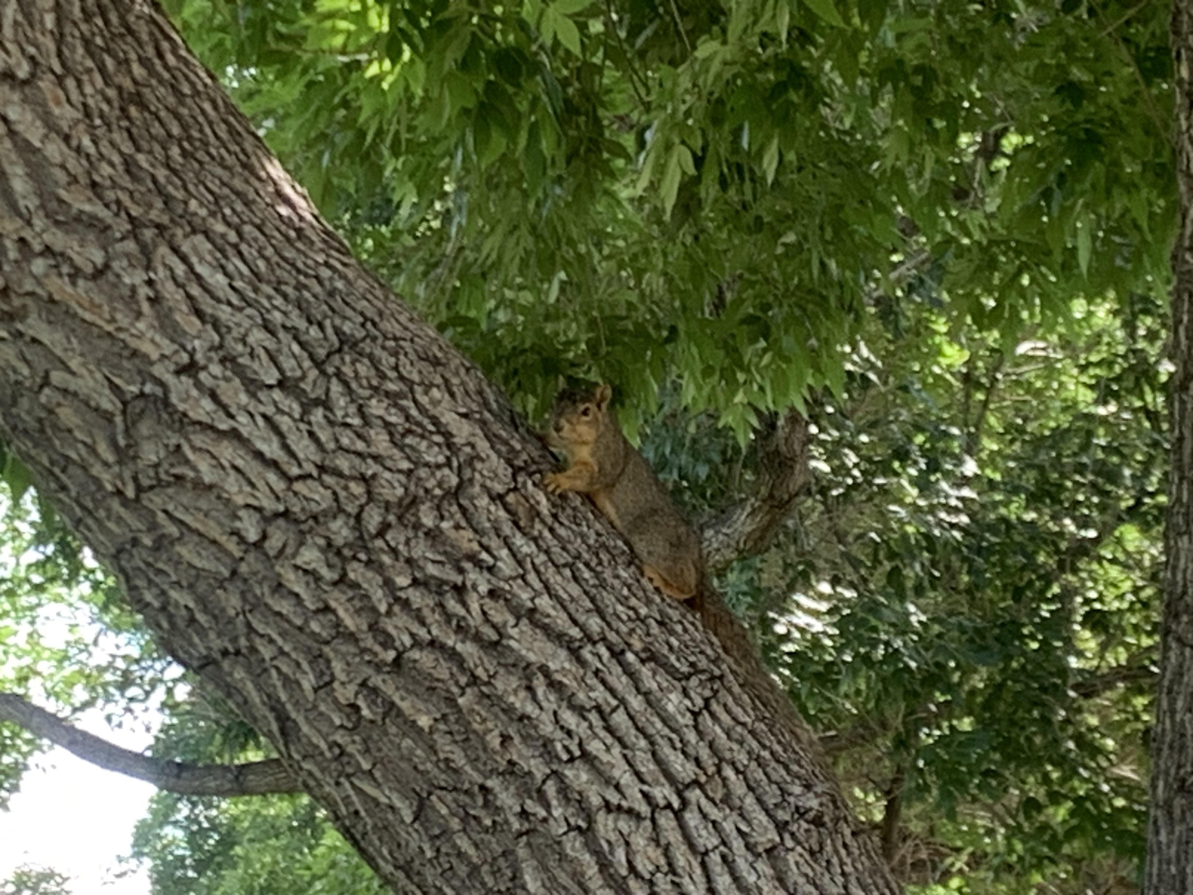 Just some shots from the squirrels on my walks | Scrolller