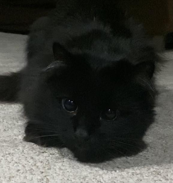 Here's my fluffy nightmare | Scrolller