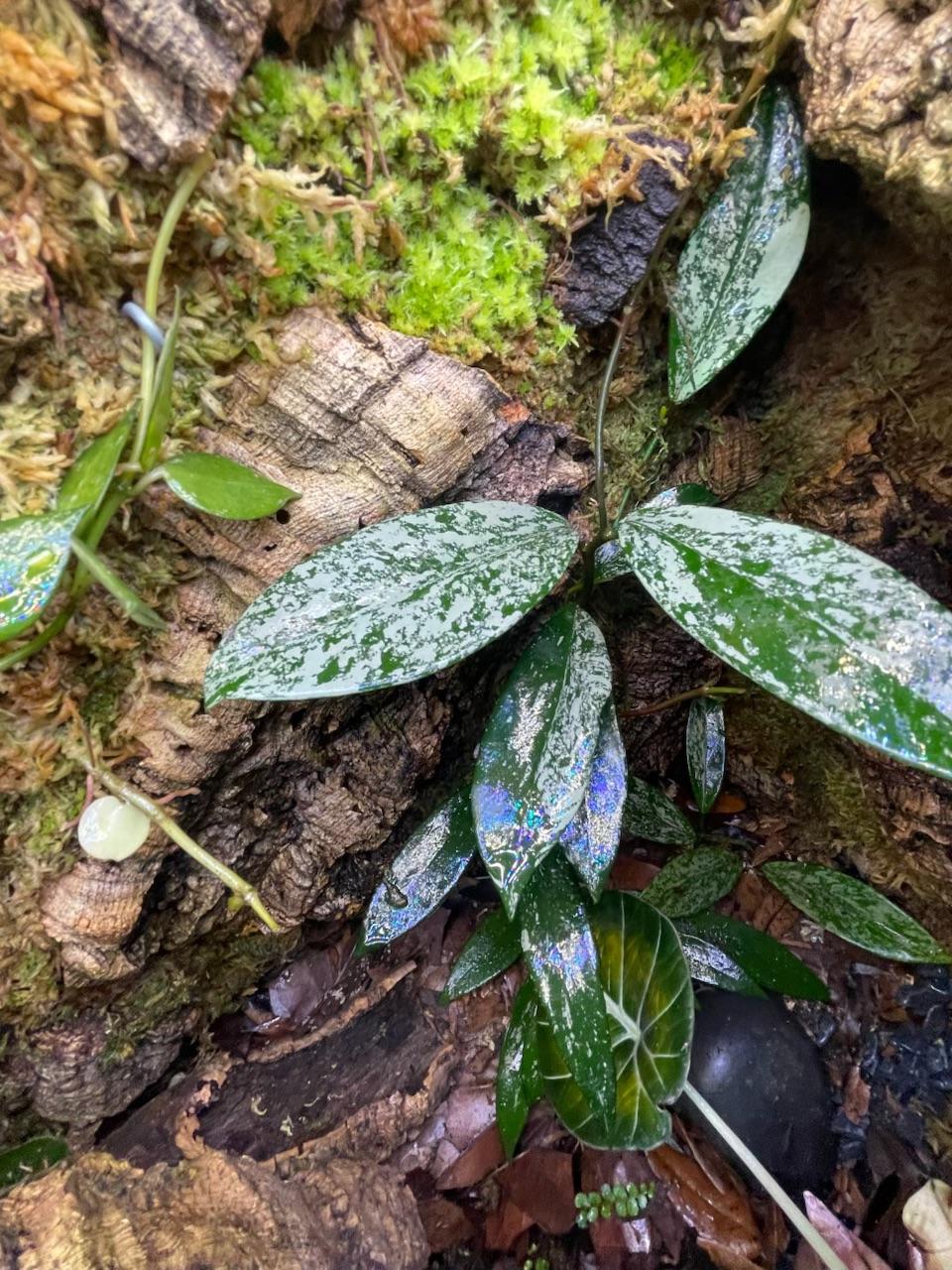 Hoya in a Vivarium | Scrolller