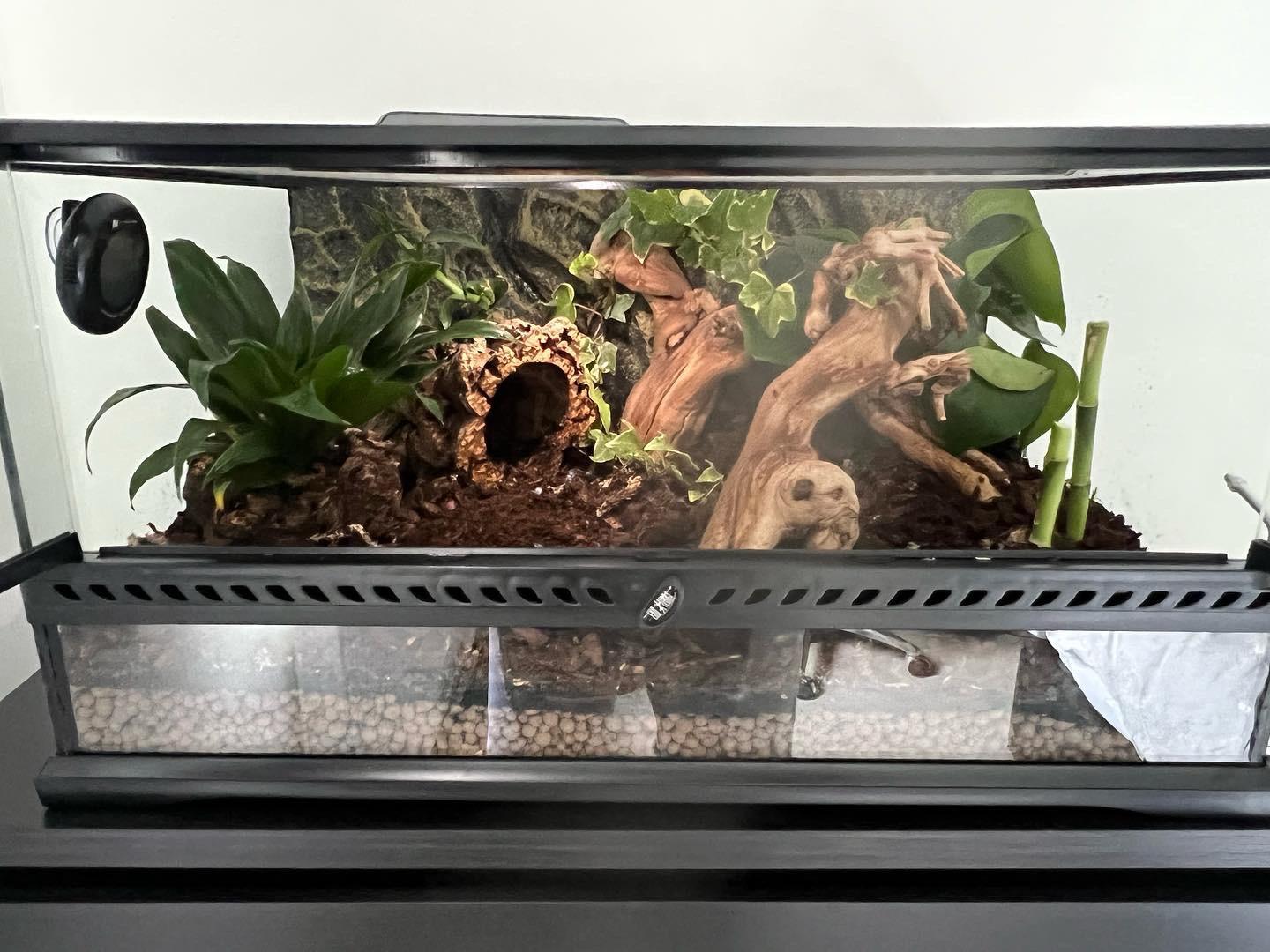 Just finished this bioactive setup for a cave gecko | Scrolller