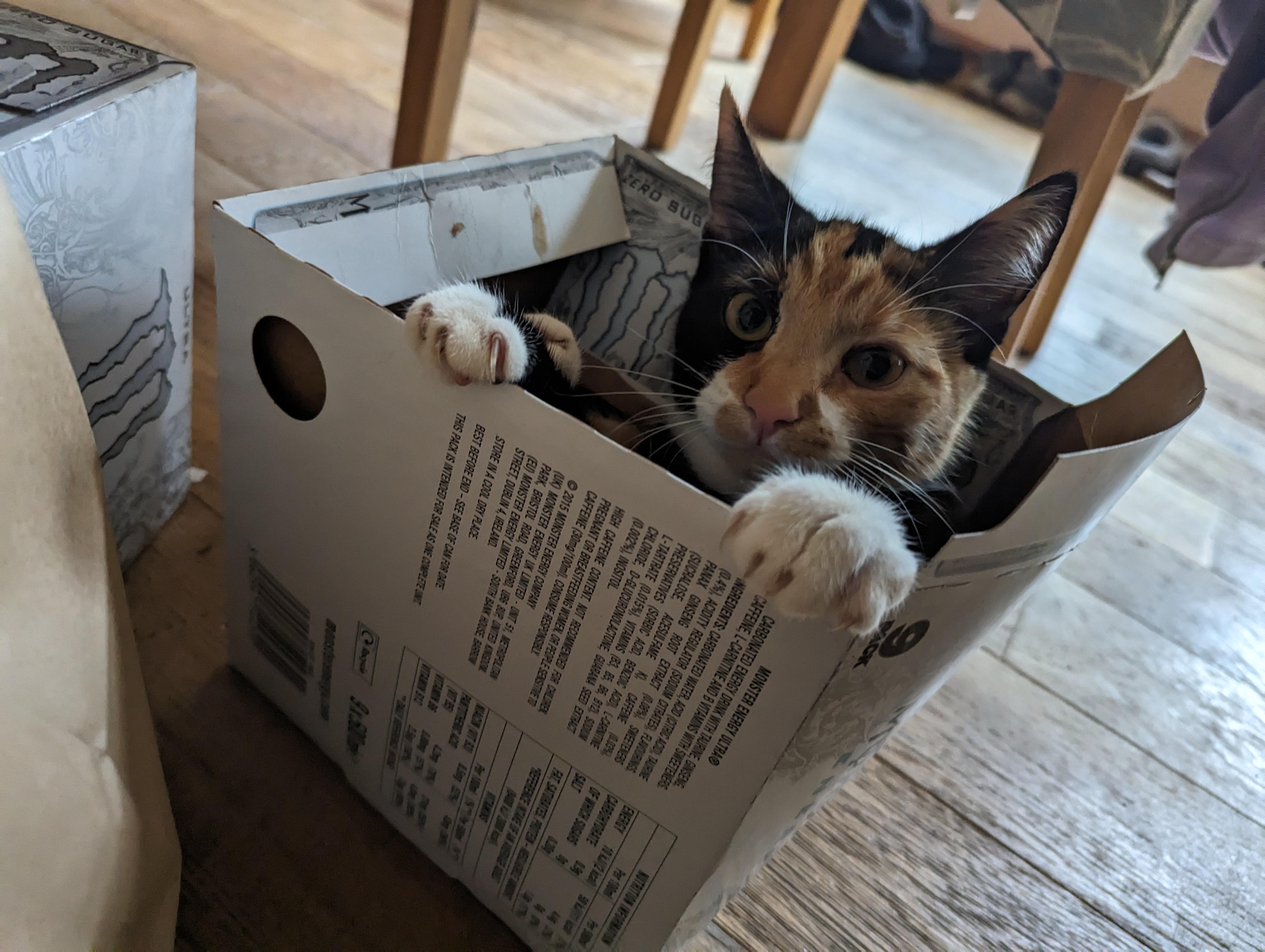 Lunar, successfully trapped | Scrolller