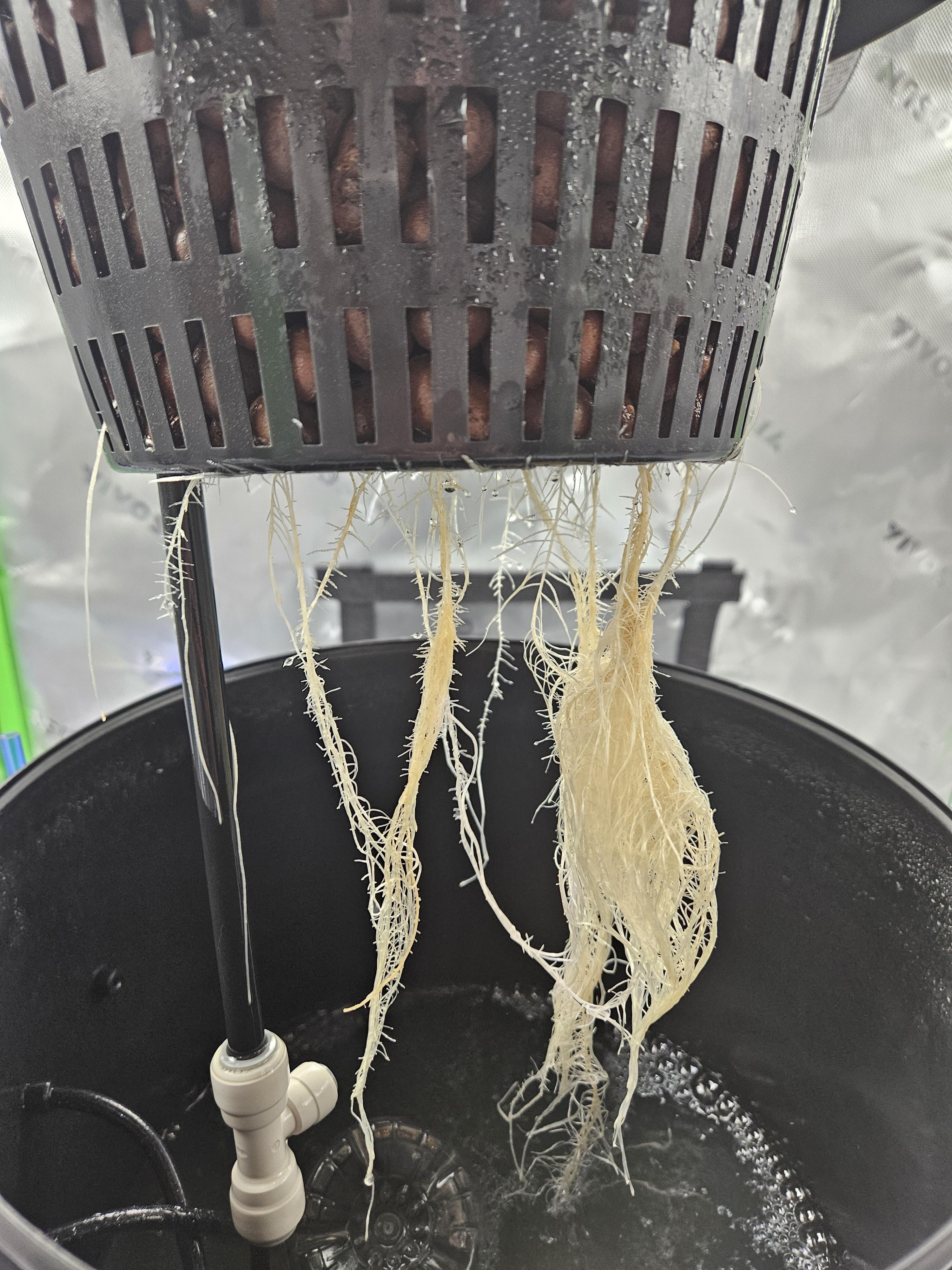 First attempt at a closet grow | Scrolller