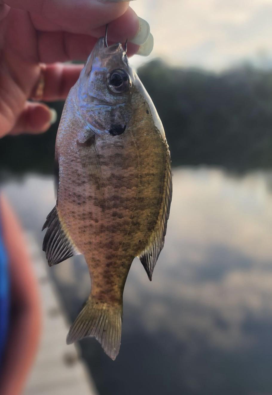 Help on Sunfish ID | Scrolller