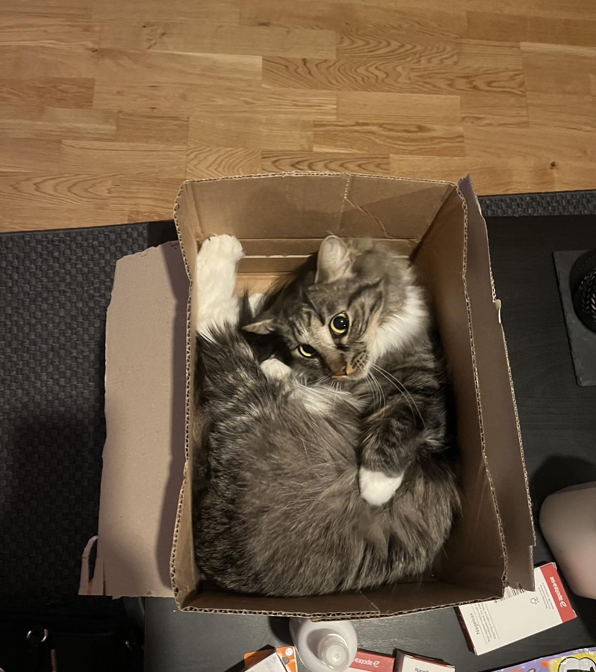 She turned into a square | Scrolller